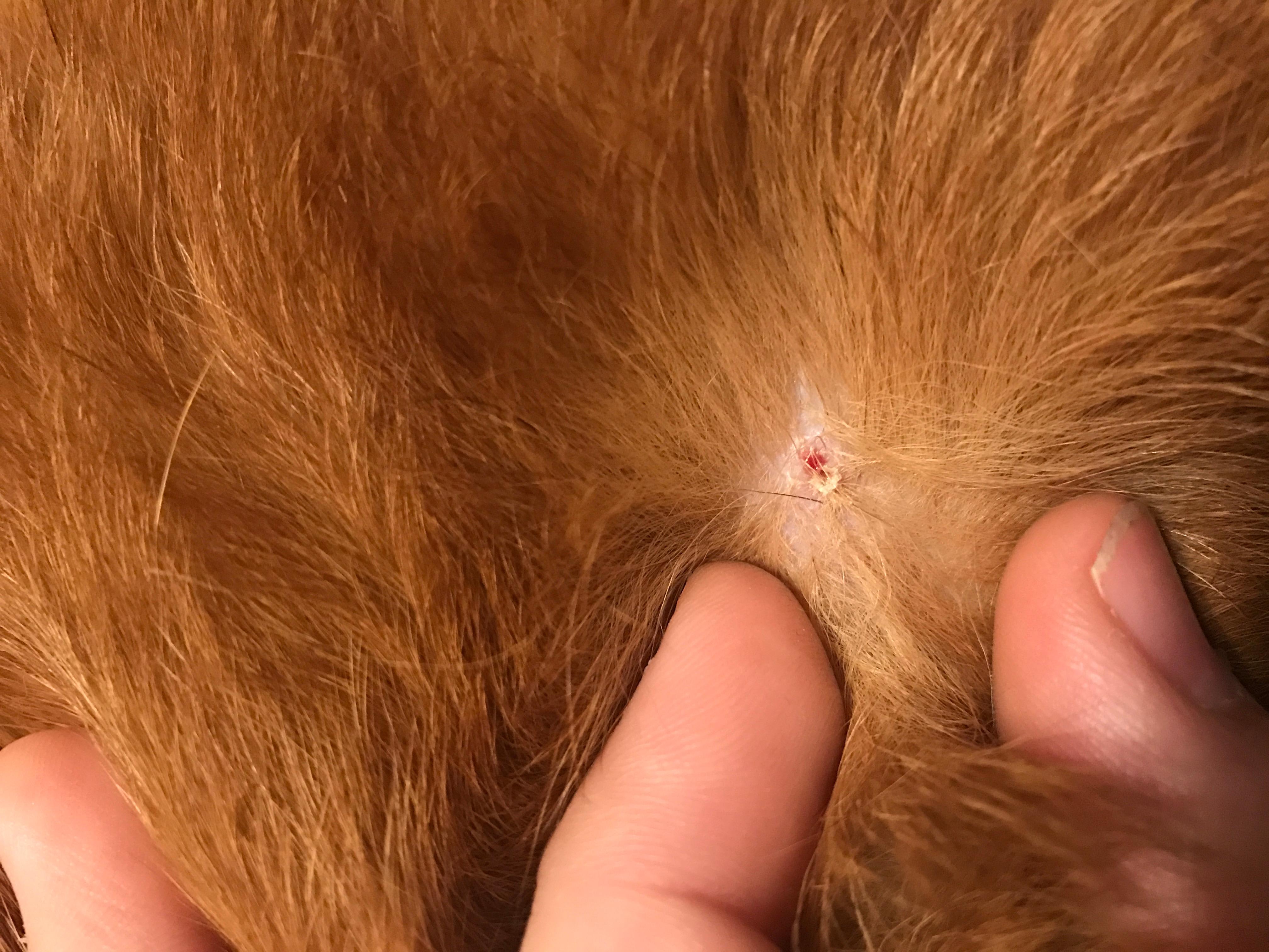 My Dog Has Neck Scabs But No Fleas. What Could Be Wrong? | Petco