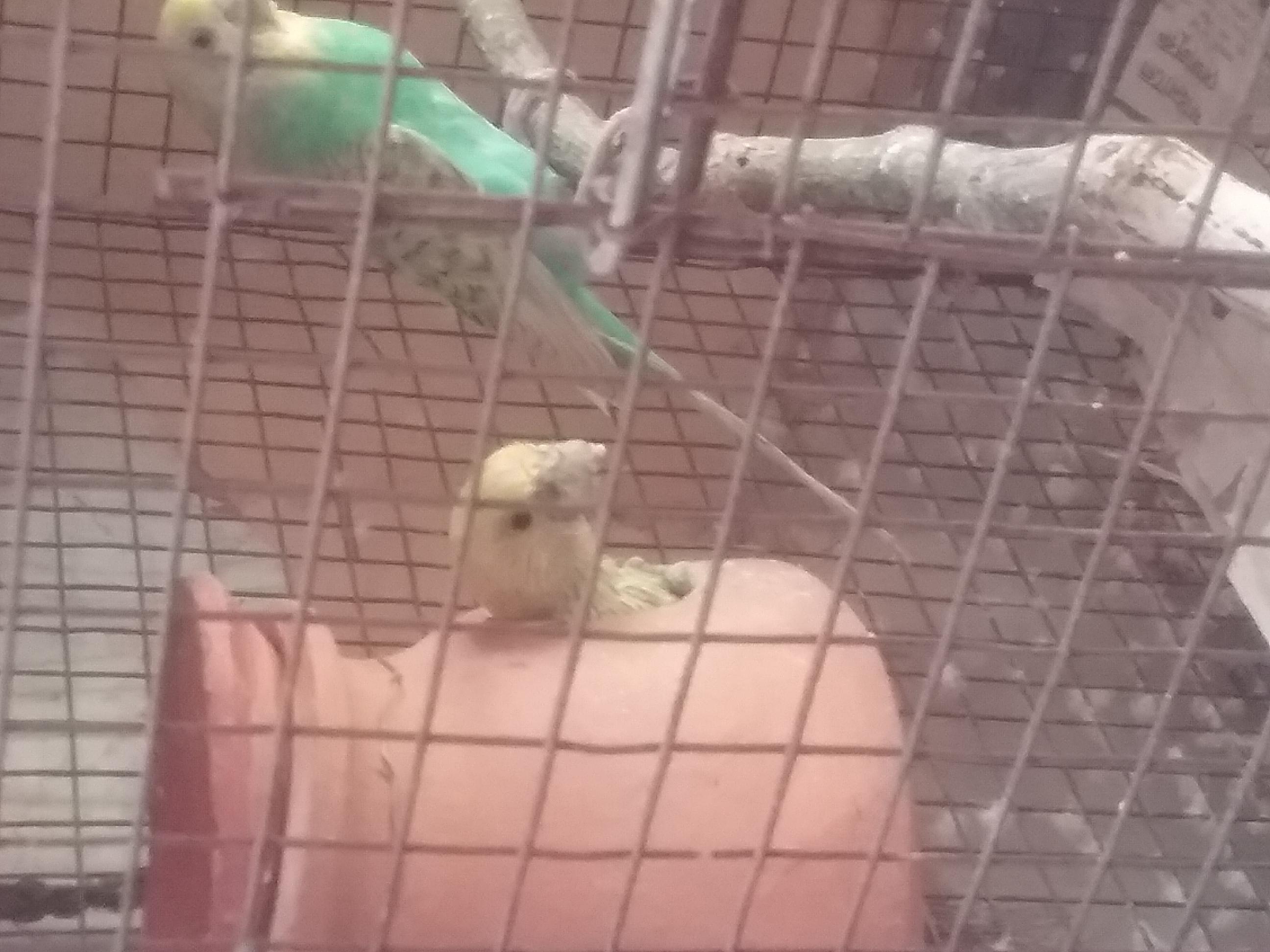 My budgie chicks have crusty, rounded beaks. Vet needed? | Petco
