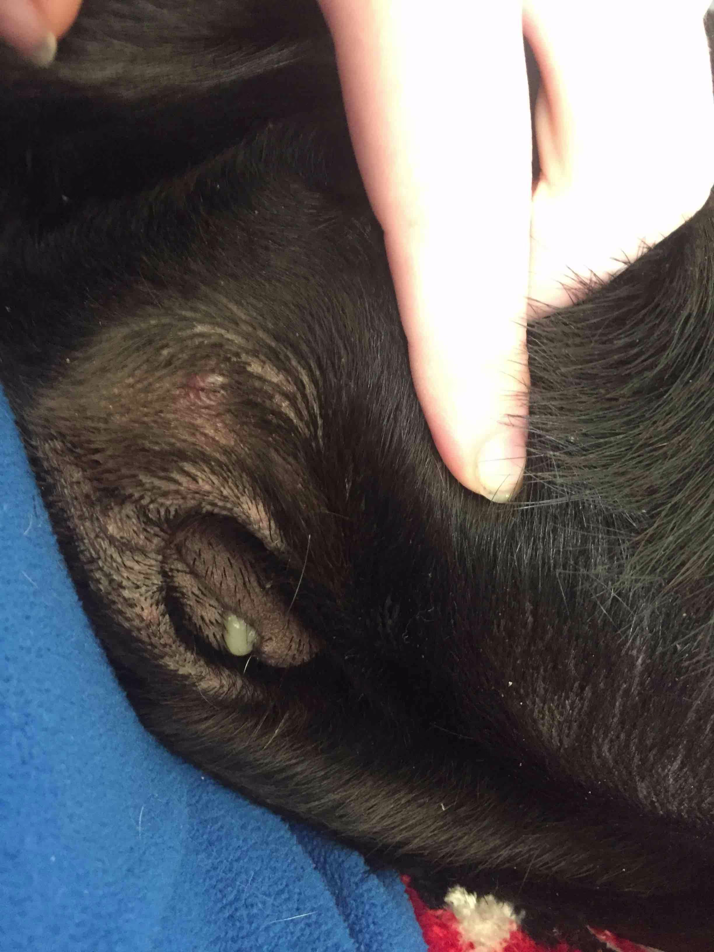 My dog has greenish-yellow vulvar discharge. Is it normal? | Petco
