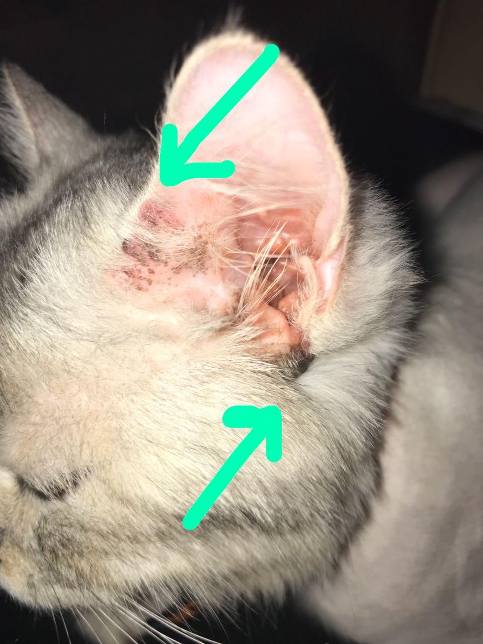 Spot Under Cat's Ear, Not Growing: Normal or Concerning? | Petco