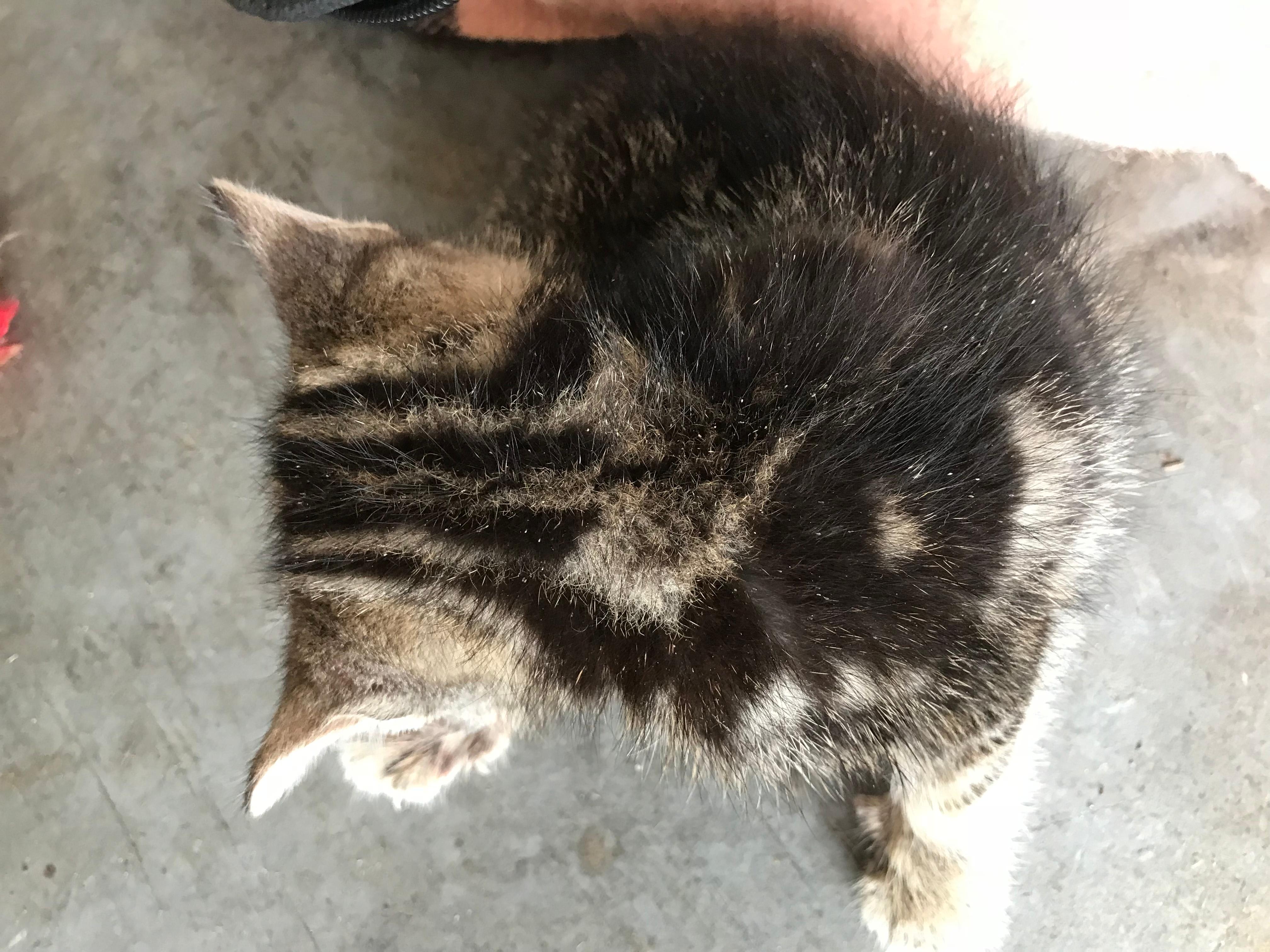 Cat fur issues: Dandruff or lice? Vet unsure? Get answers! | Petco