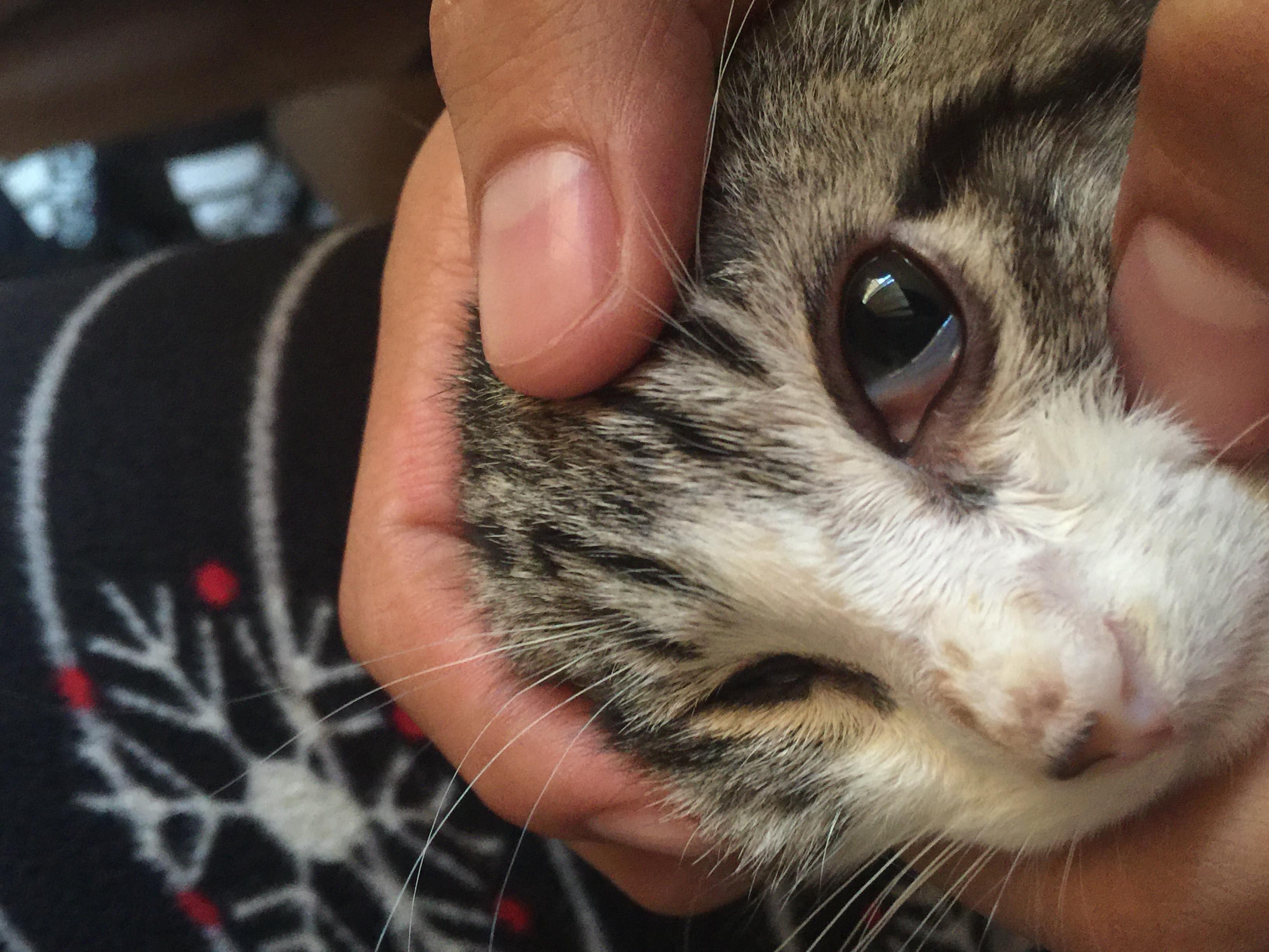 My Cat's Eye is Red, Gooey, Has Pus, Won't Open. Vet Needed? | Petco