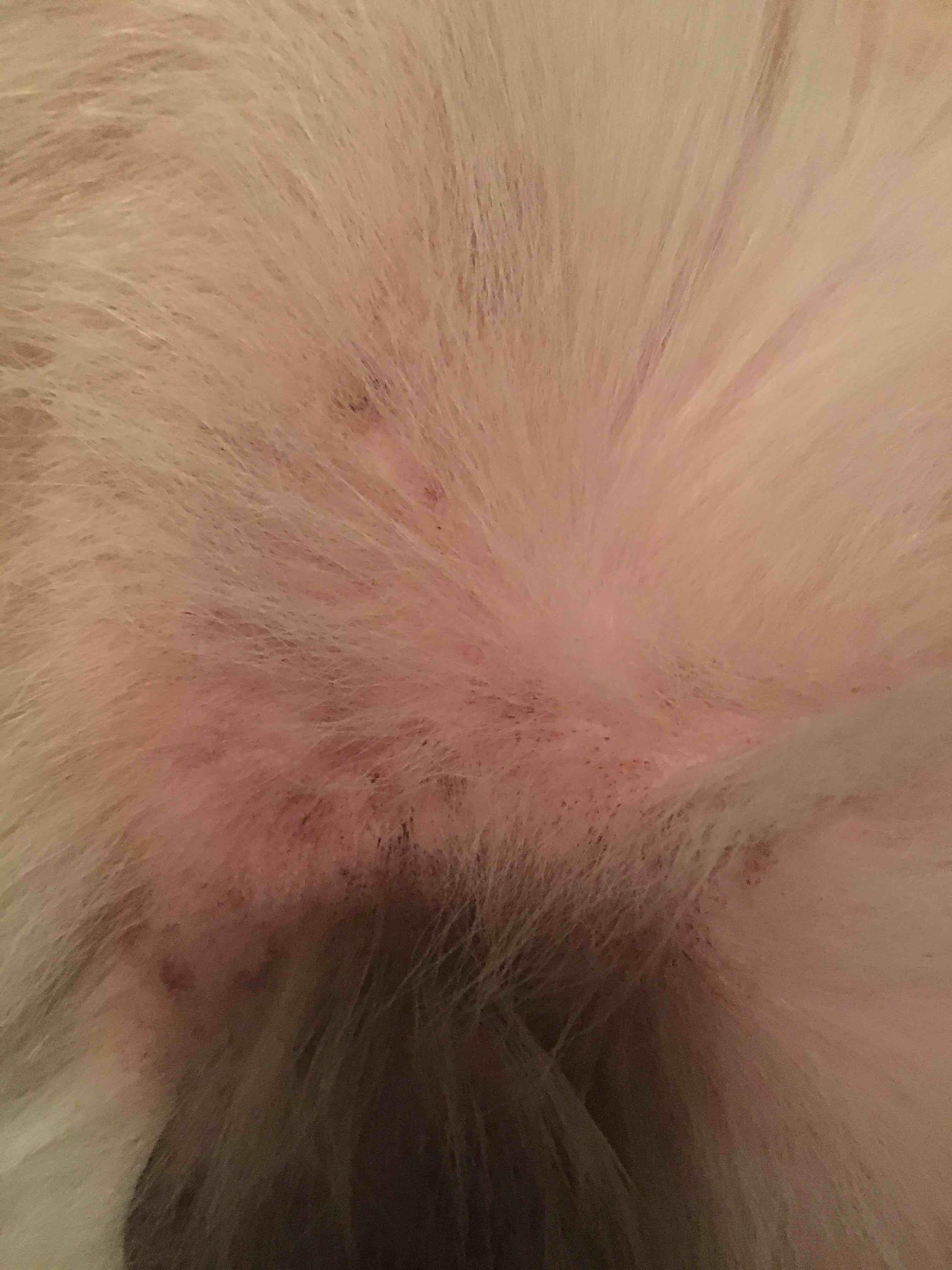 Why Is Your Dog's Belly & Groin Skin Red, Itchy, or Bleeding? | Petco