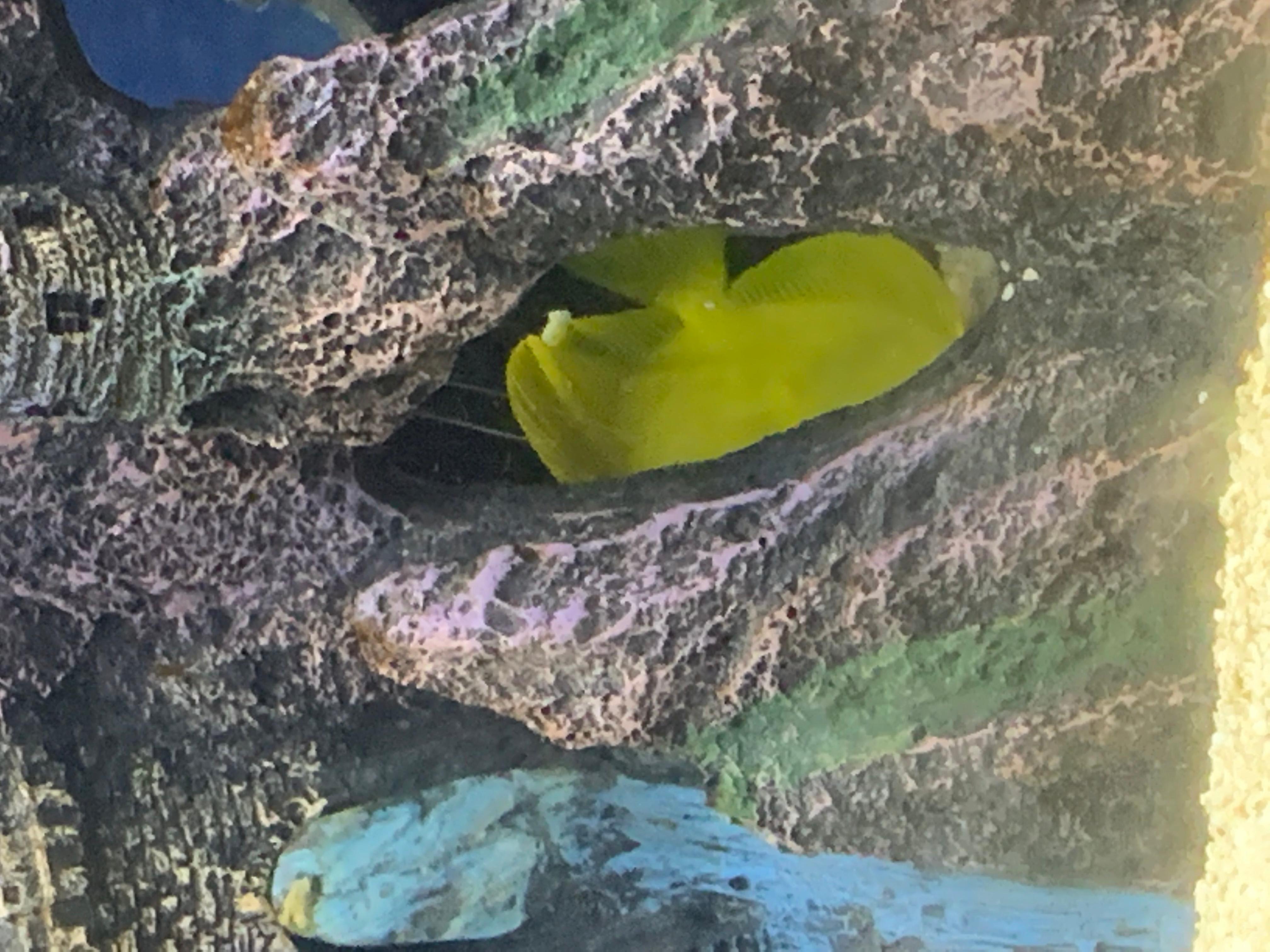 White Spots on Saltwater Fish Fin? Is it Ich? Treat It! | Petco
