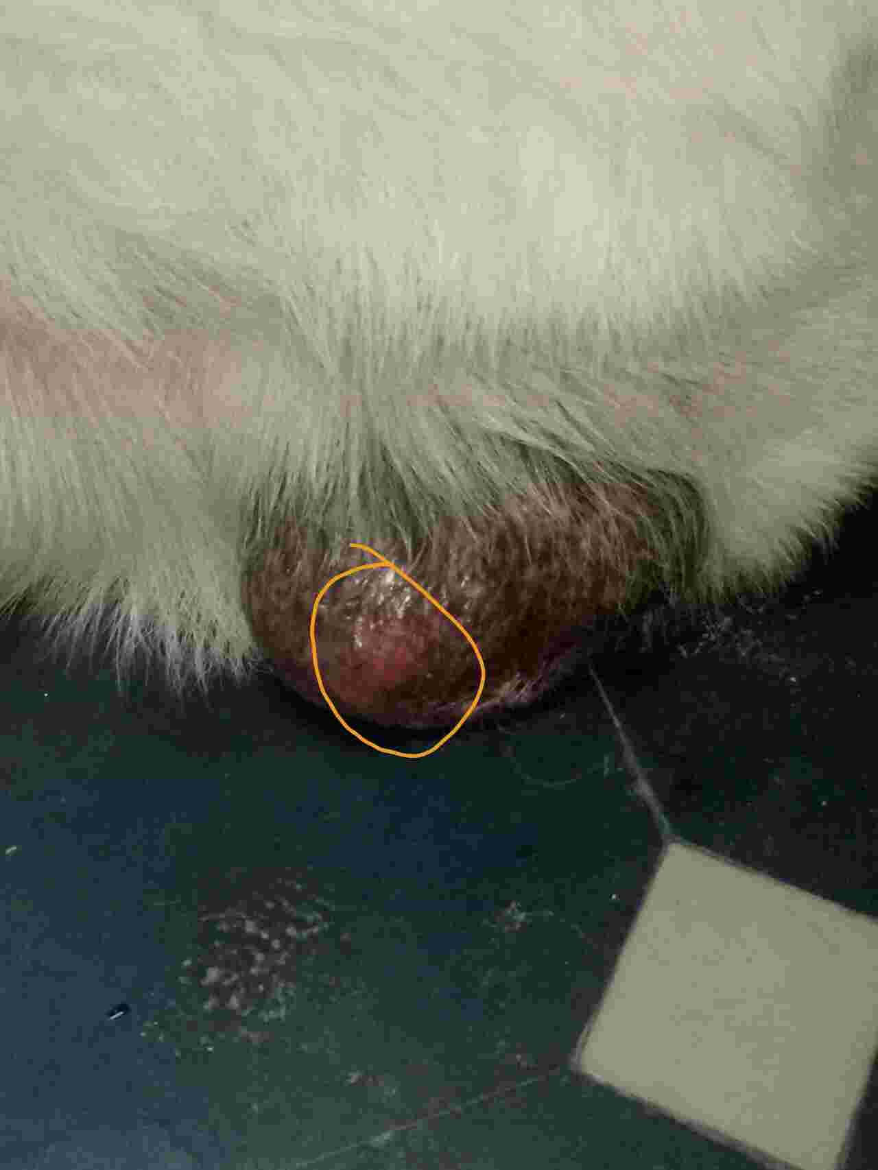 My dog's scrotum is red, black, and wounded. What to do? | Petco