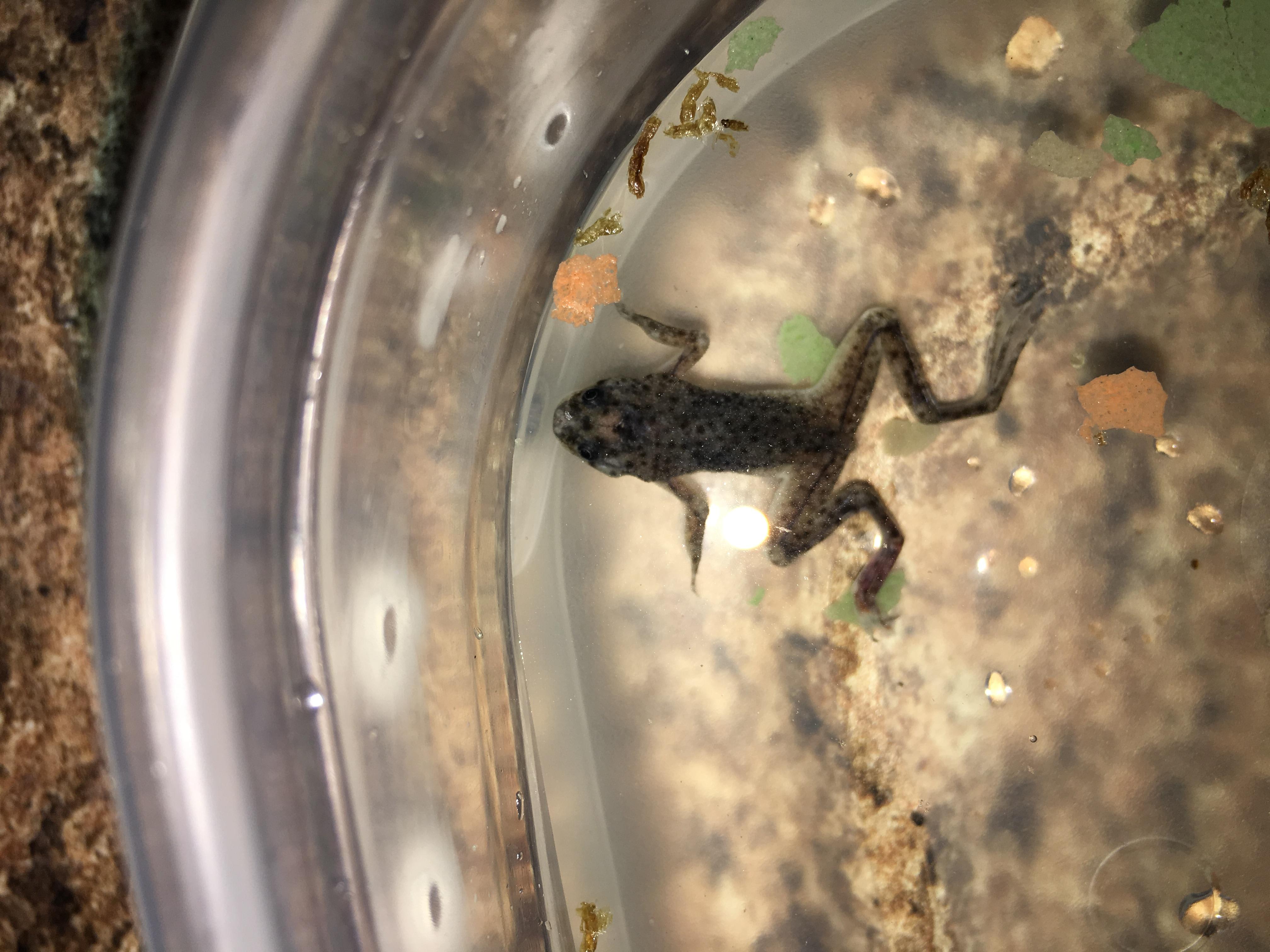 Injured African Dwarf Frog Not Eating? Find a Vet & Help | Petco