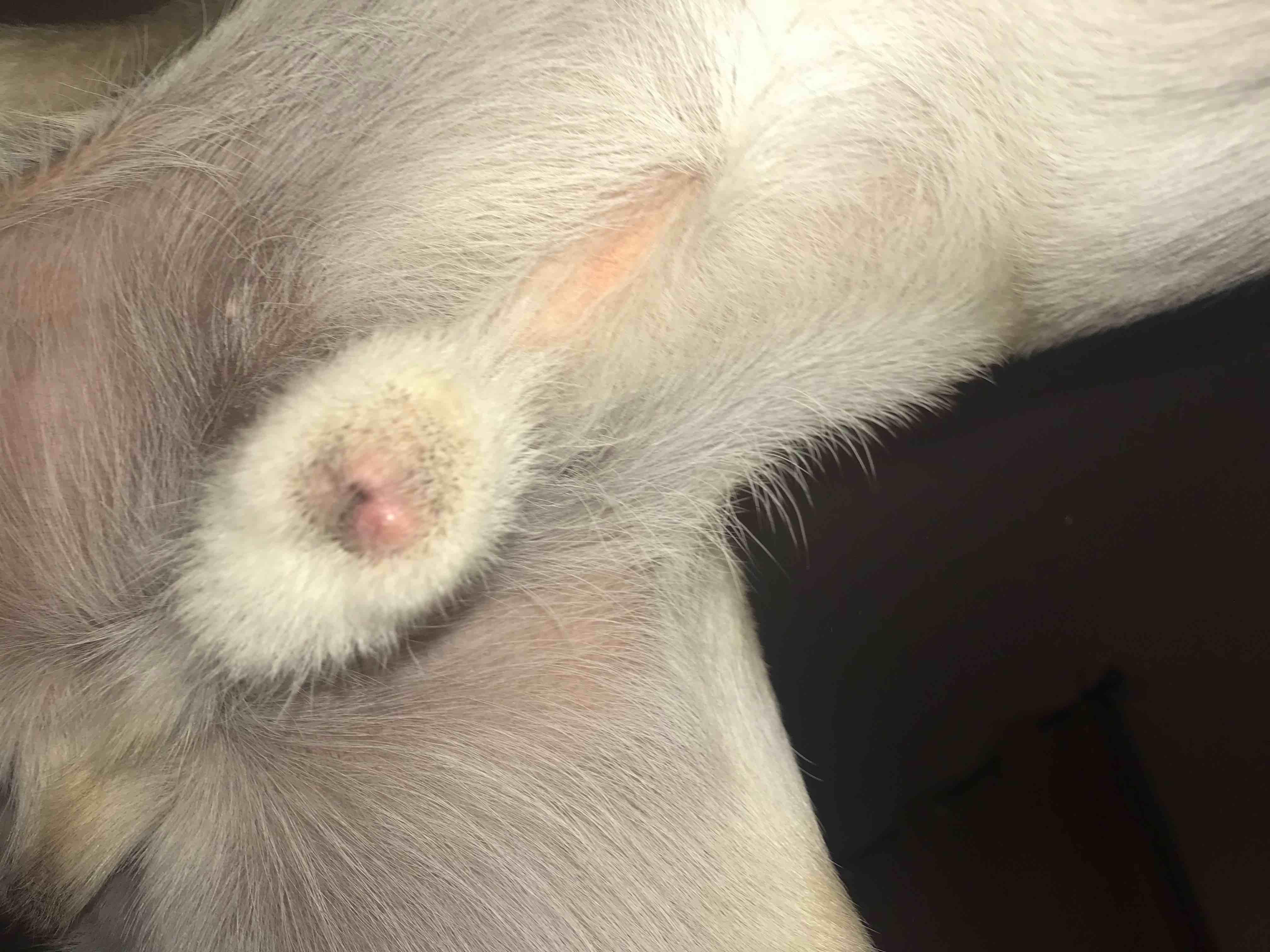 My dog has a large pimple on his private parts. What's going on? | Petco