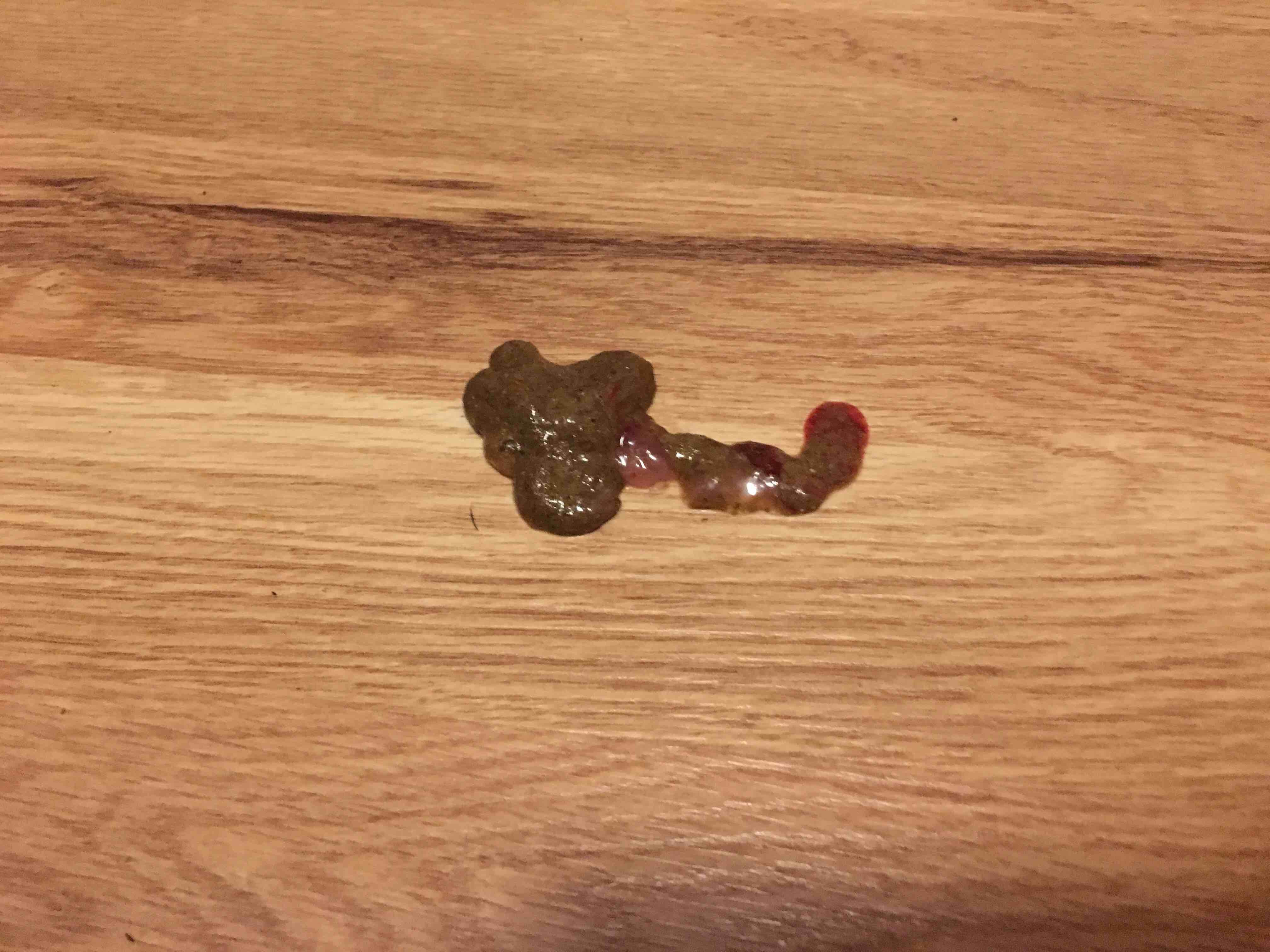 My New Puppy Has Runny, Bloody, Mucousy Poop: Worry? | Petco