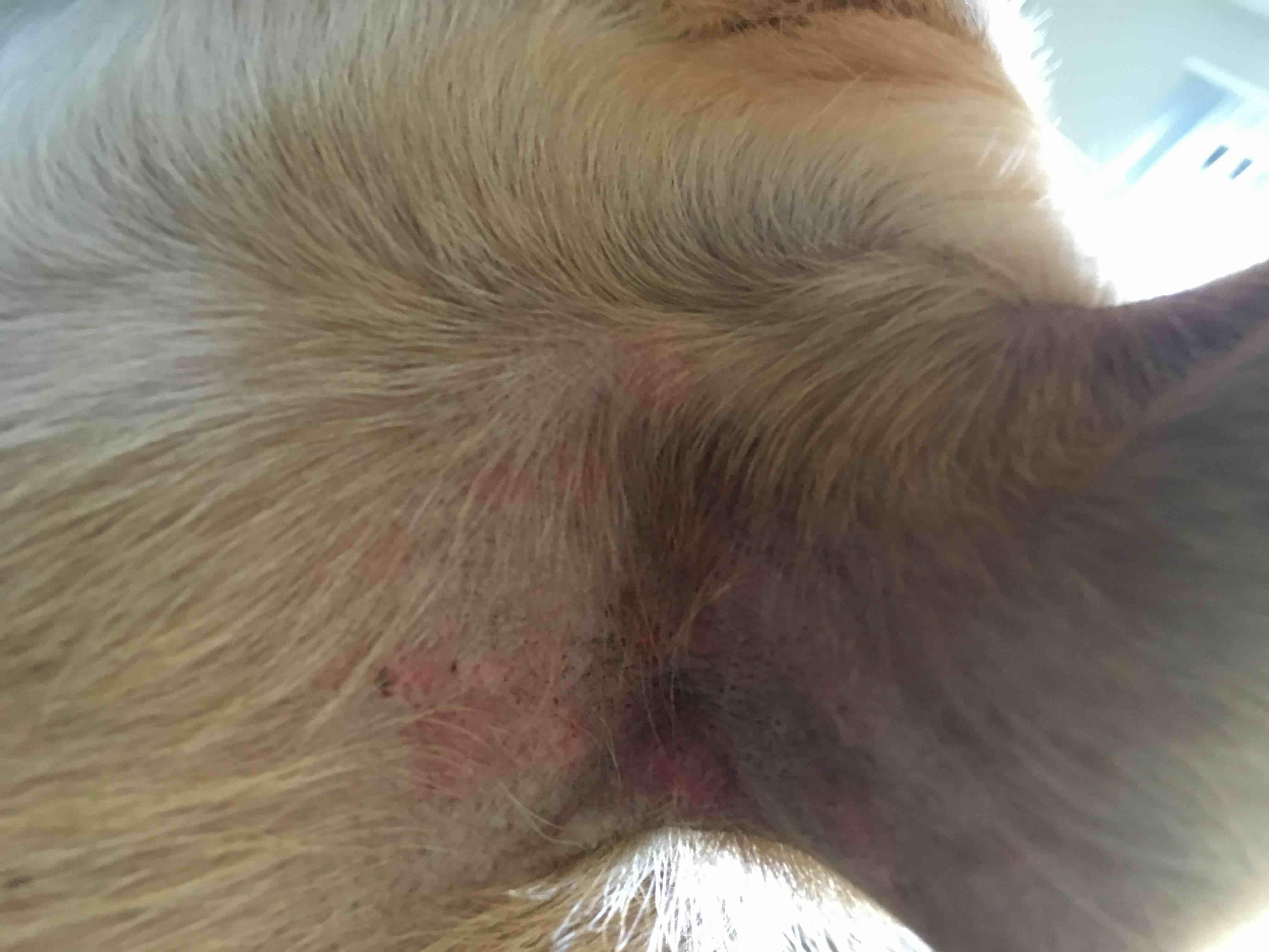 Why Is My Dog Scratching Armpit & Has Sores? Fleas, Allergies, or More ...