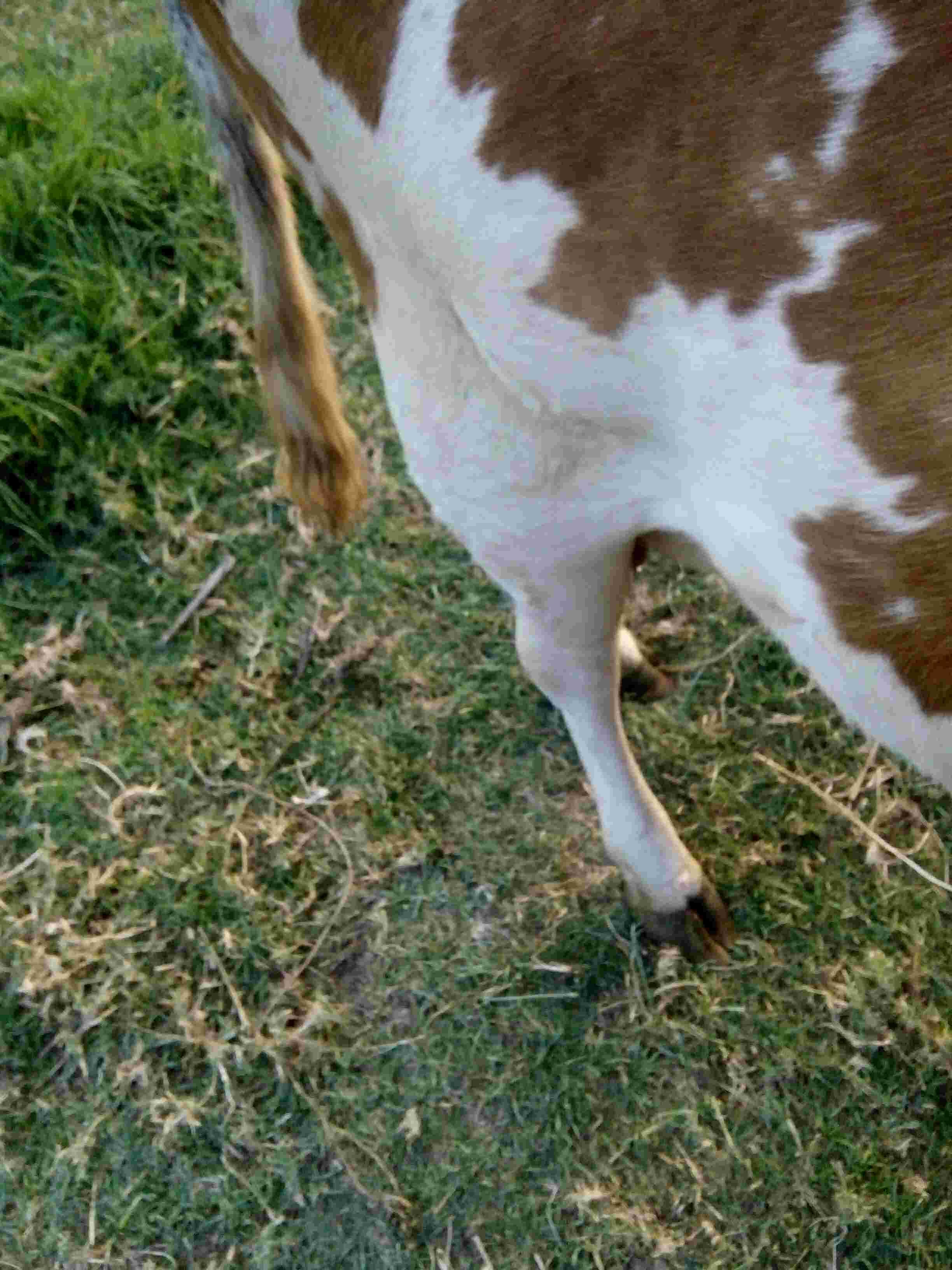 Help! My cow's injection site swollen, not eating, less milk? | Petco