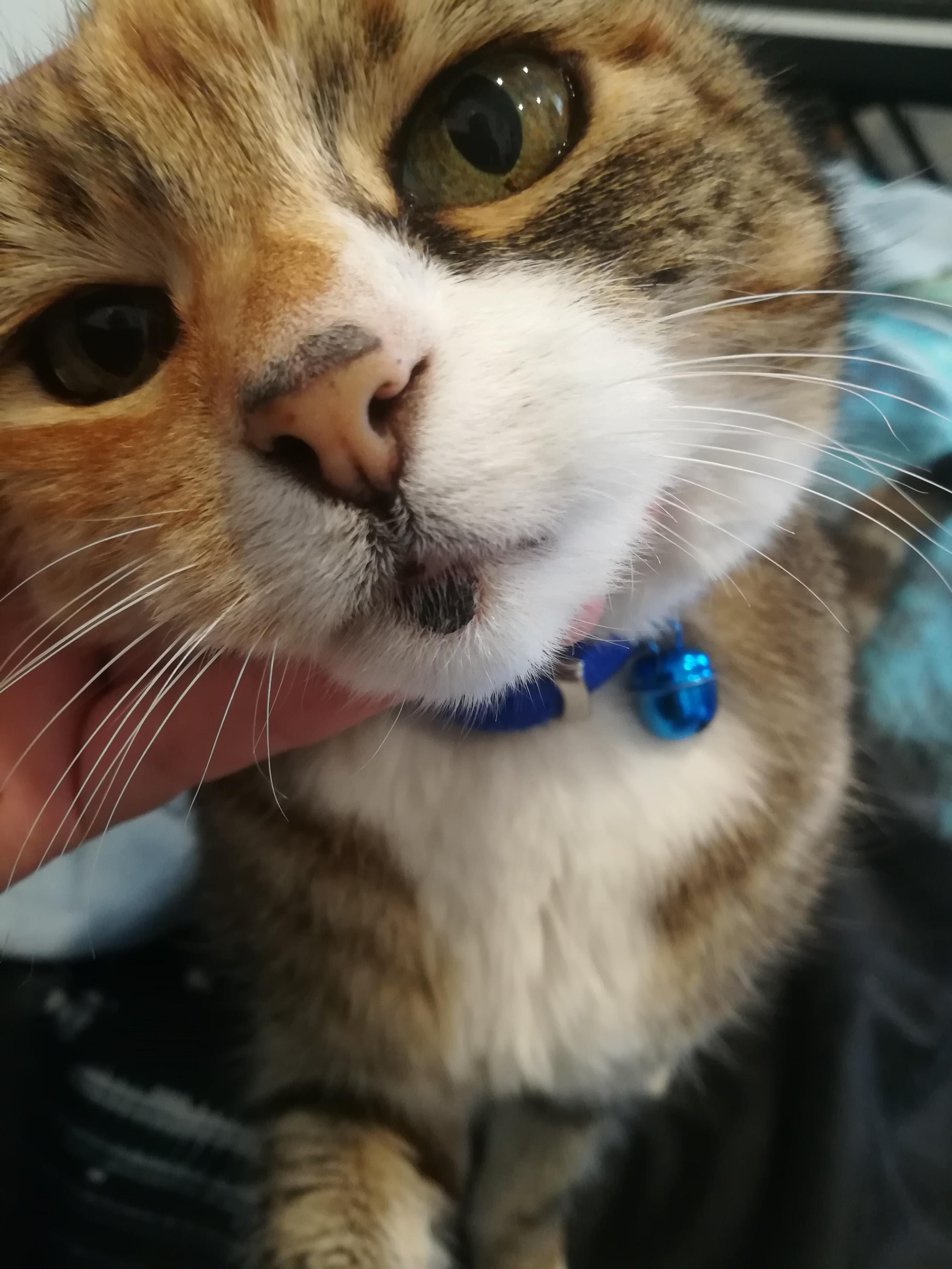 My cat has a recurring black lumpy scab on her chin. What's it? | Petco