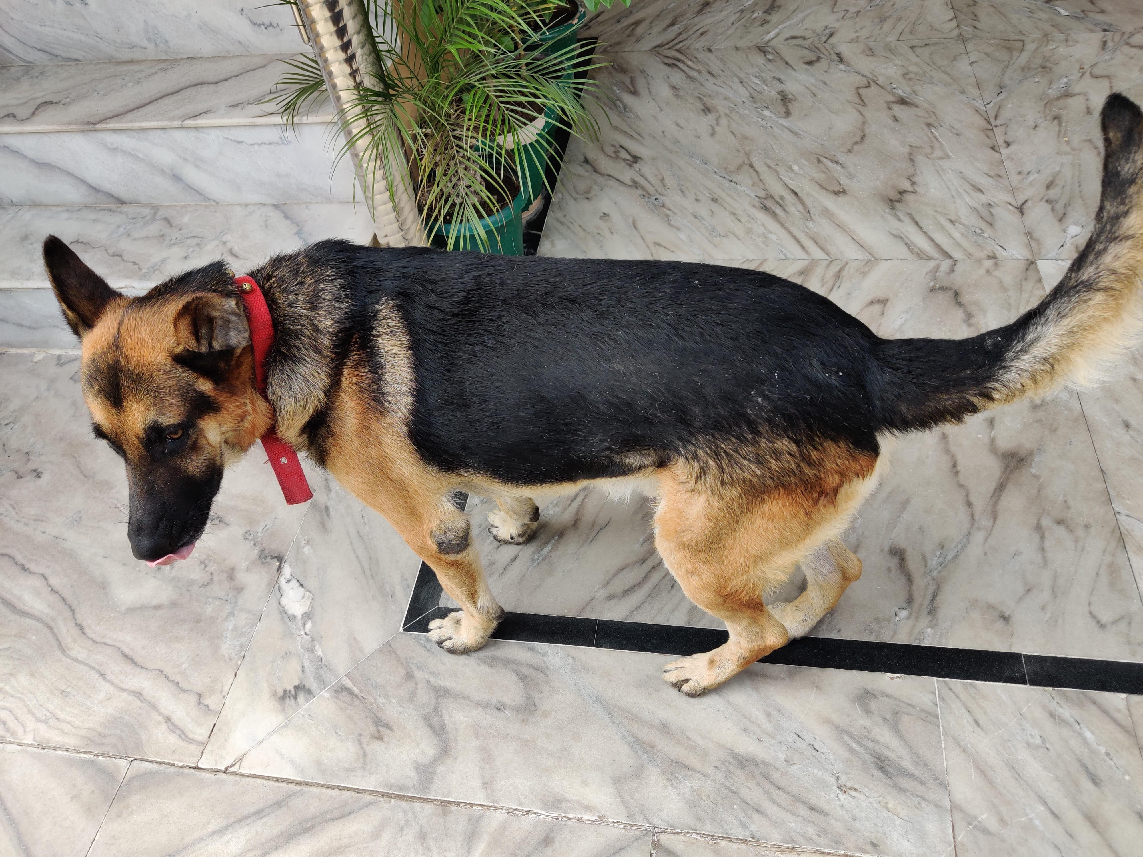 Why is my German Shepherd itching and has dandruff, but no fleas? | Petco