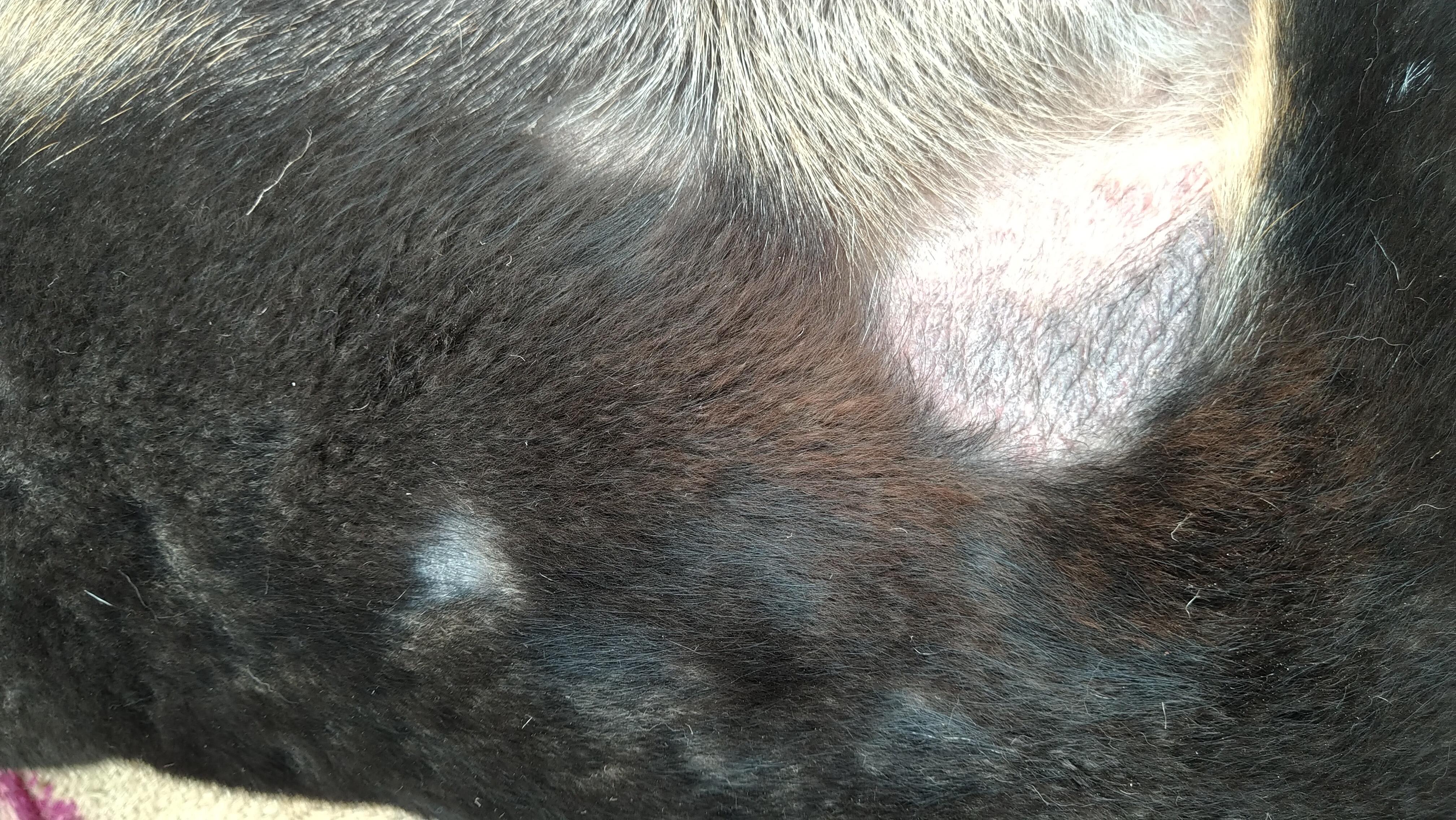 My Dog Has Patchy Hair Loss: Causes & Remedies Explained | Petco