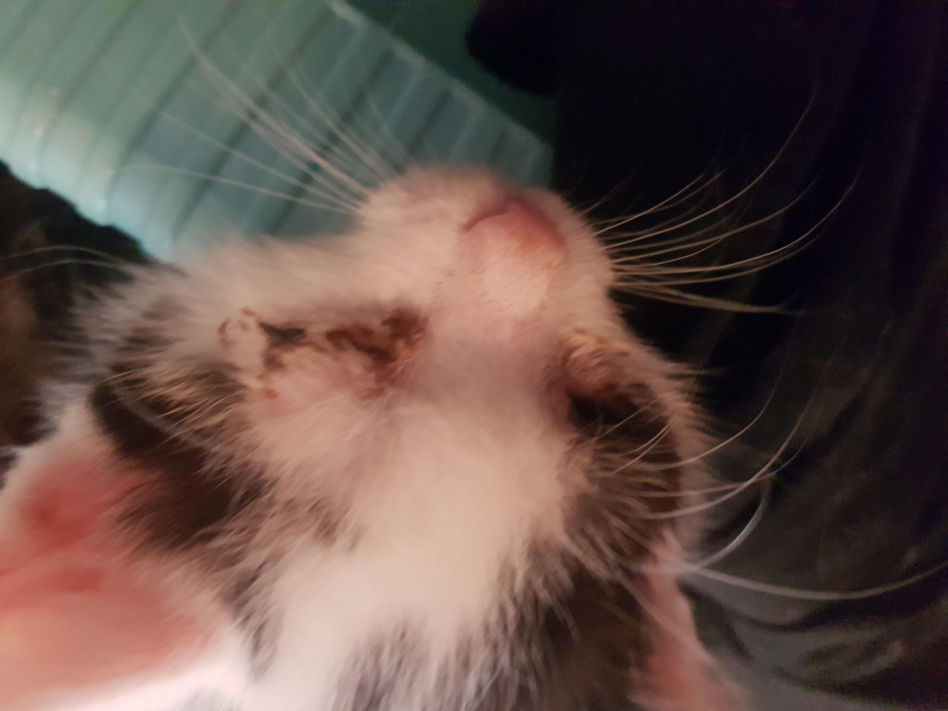 my-kittens-eyes-are-swollen-and-discharging-is-it-contagious-petco