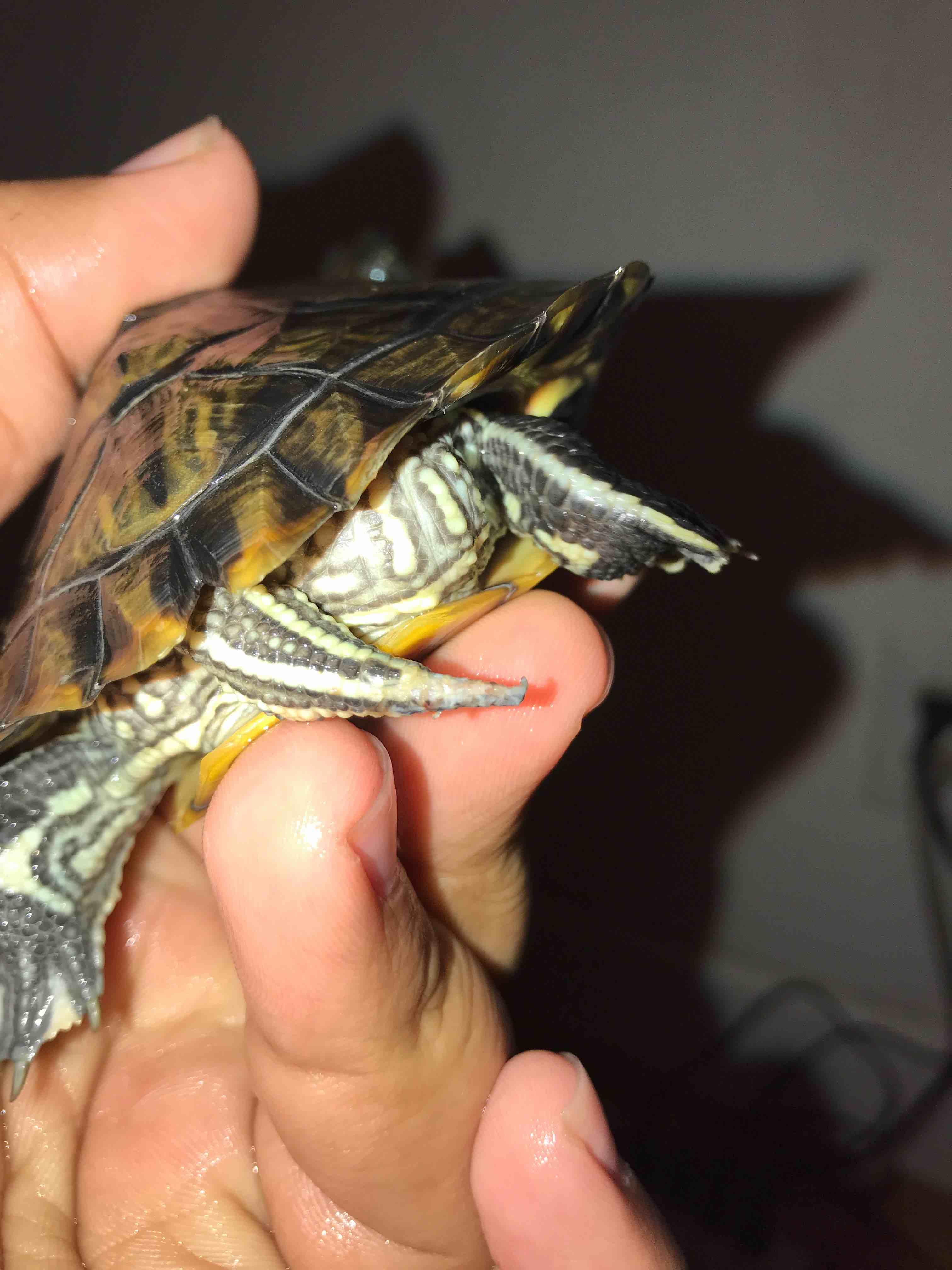 Turtle bit another's tail? Is the injury serious? What to do? | Petco