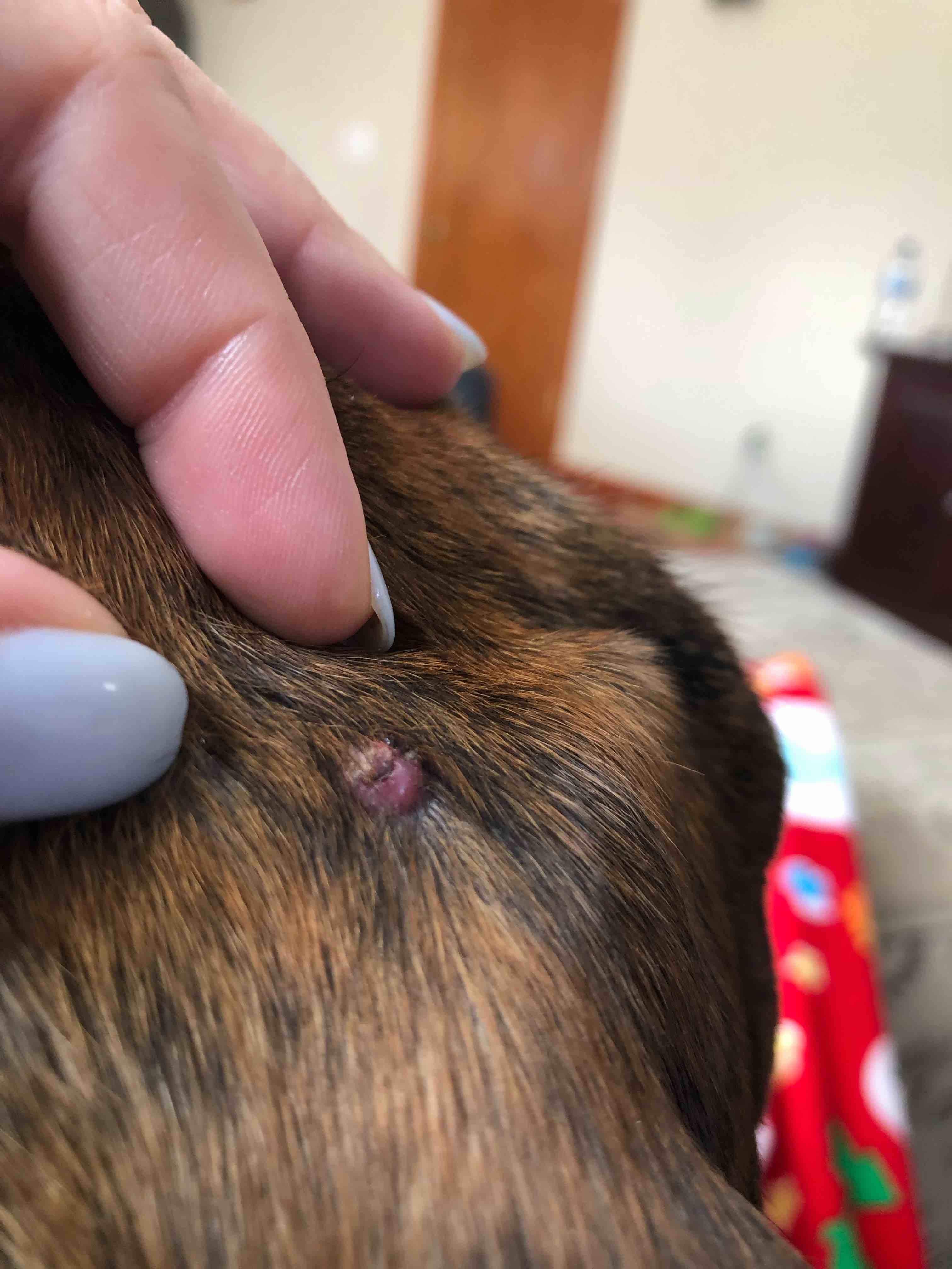 My Dog Has an Ear Bump: Is It Serious or Will It Go Away? | Petco