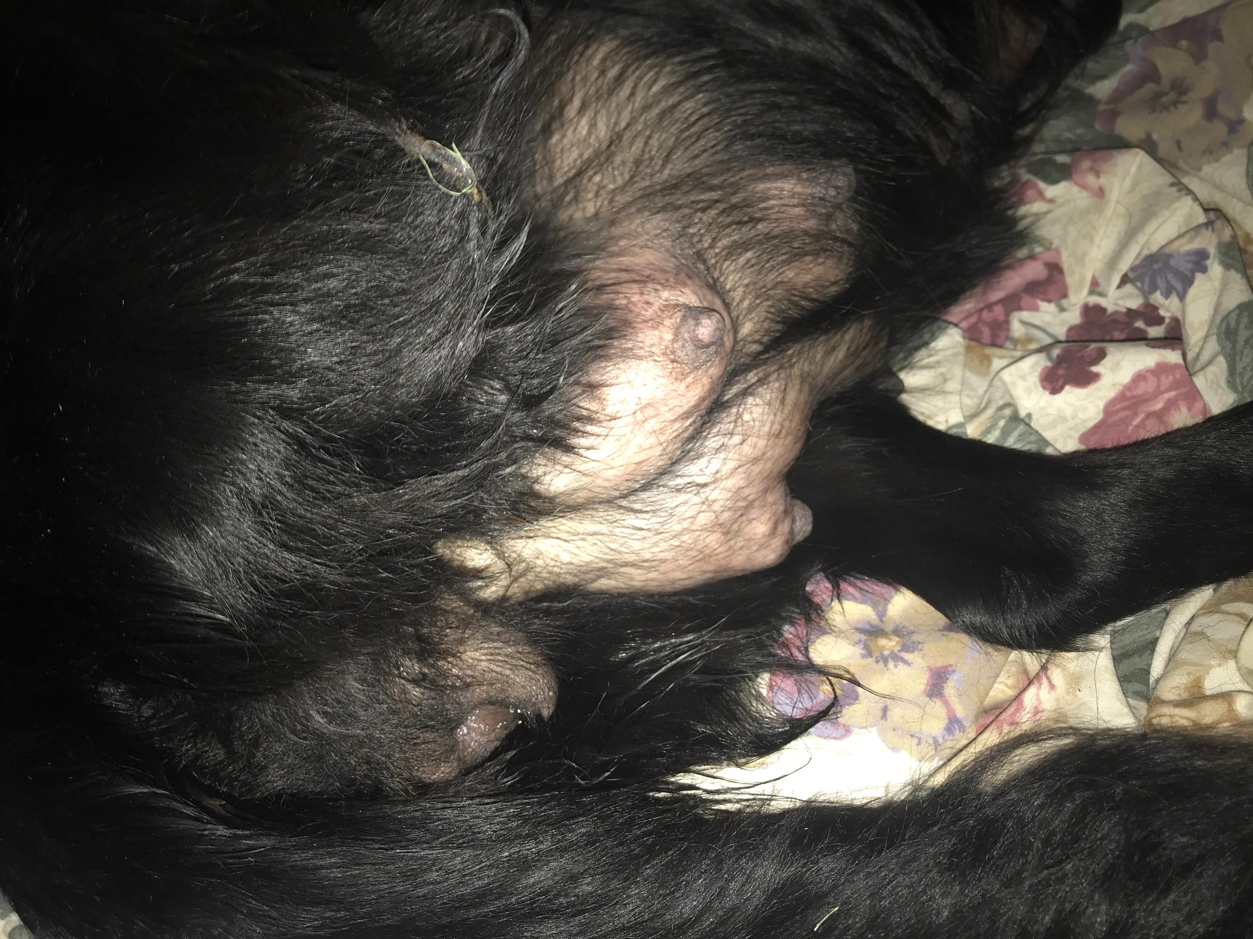 Is Your Pregnant Dog in Labor? Clear Discharge & Leg Lifting | Petco