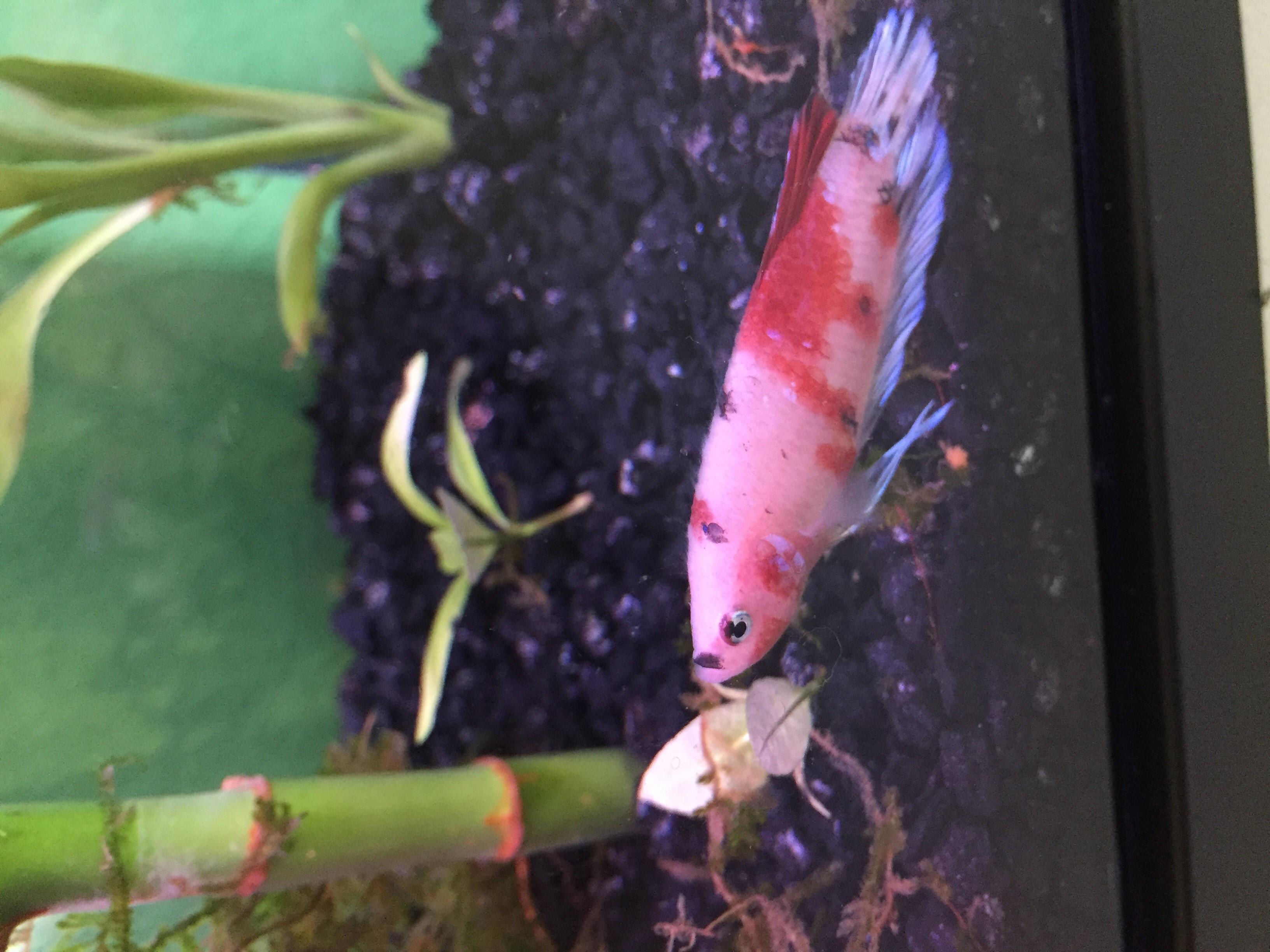 New Betta Fish Sick? Fuzzy Fungus, Lying on Bottom? Save Him! | Petco