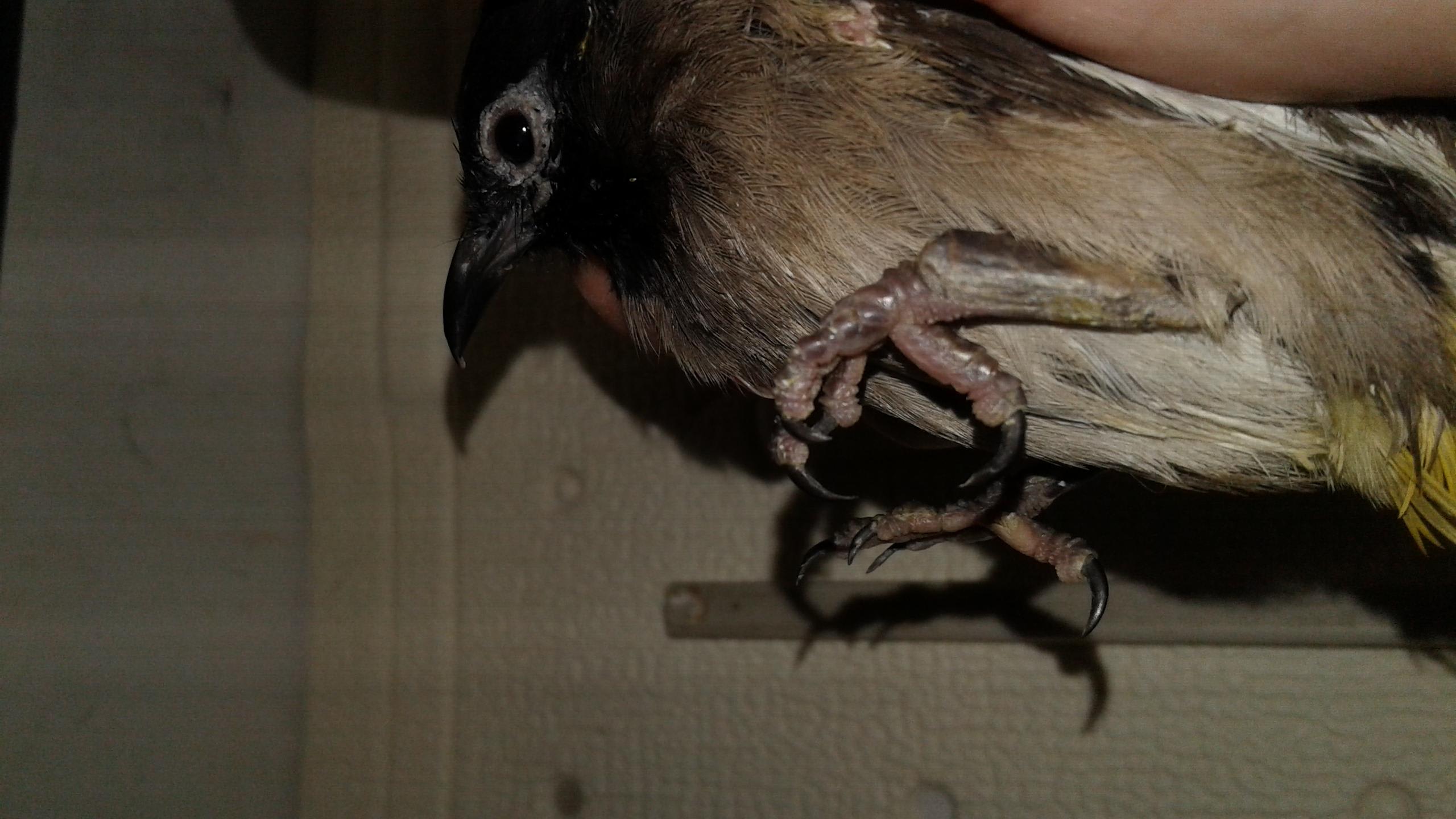 Why is my bird's leg swollen, painful, and causing falls? | Petco