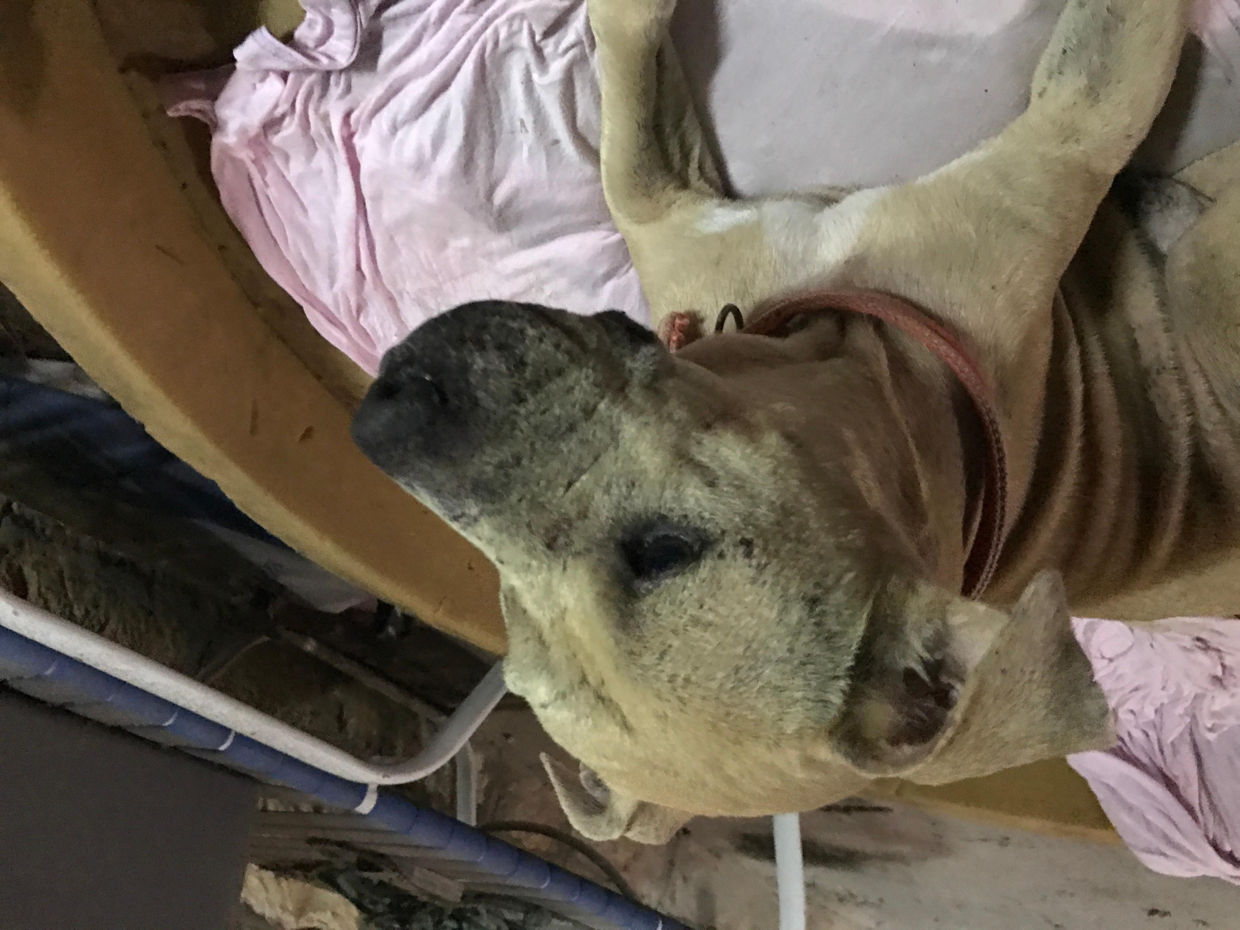 What to do for my rescued dog's kidney, eye, & skin issues? | Petco