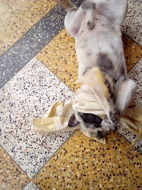 Why is my pug's belly dark, itchy, losing hair, and smelly? | Petco