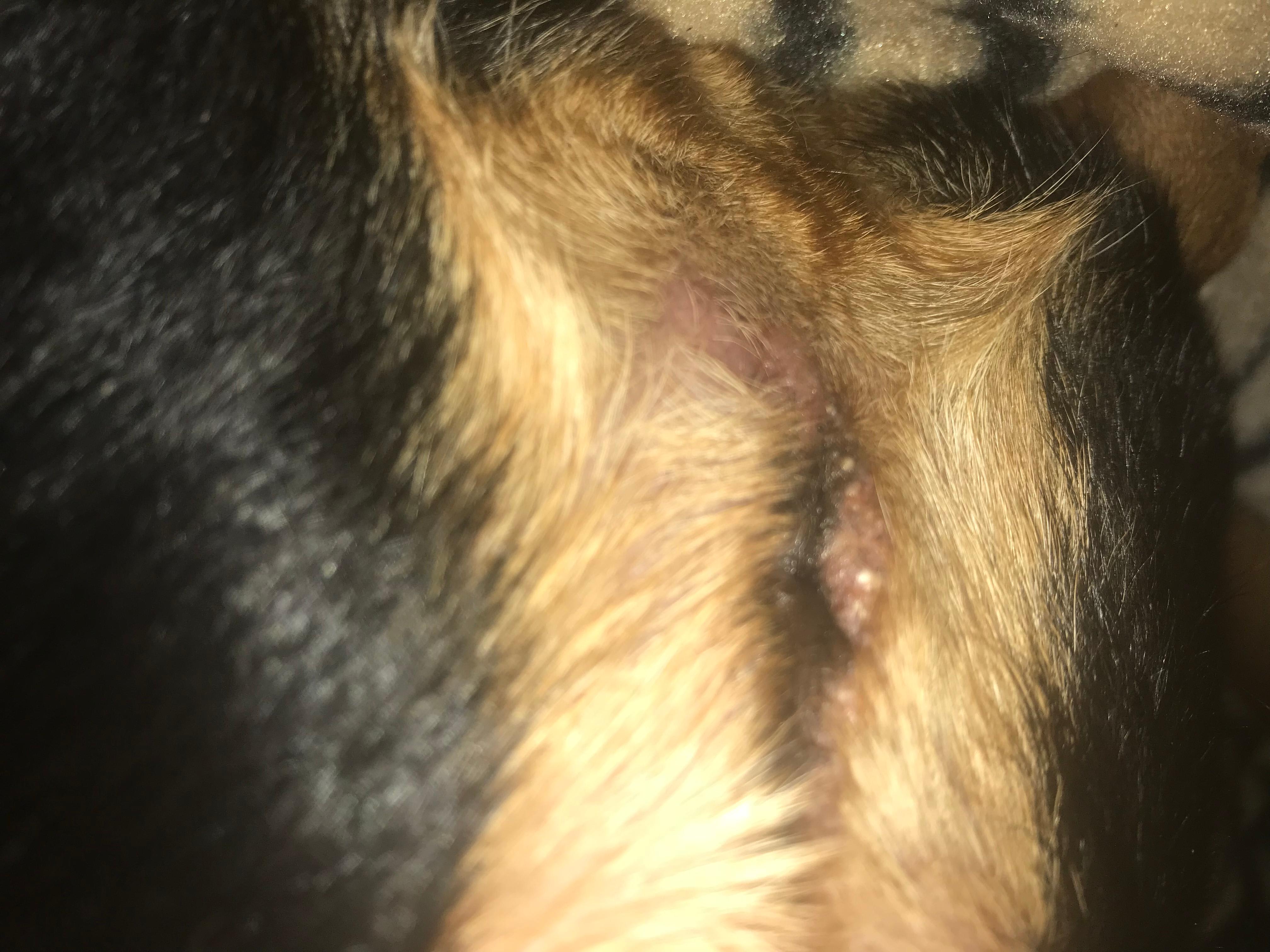 My Dog Has Black Bugs Near Healing Abscess? What Are They? | Petco