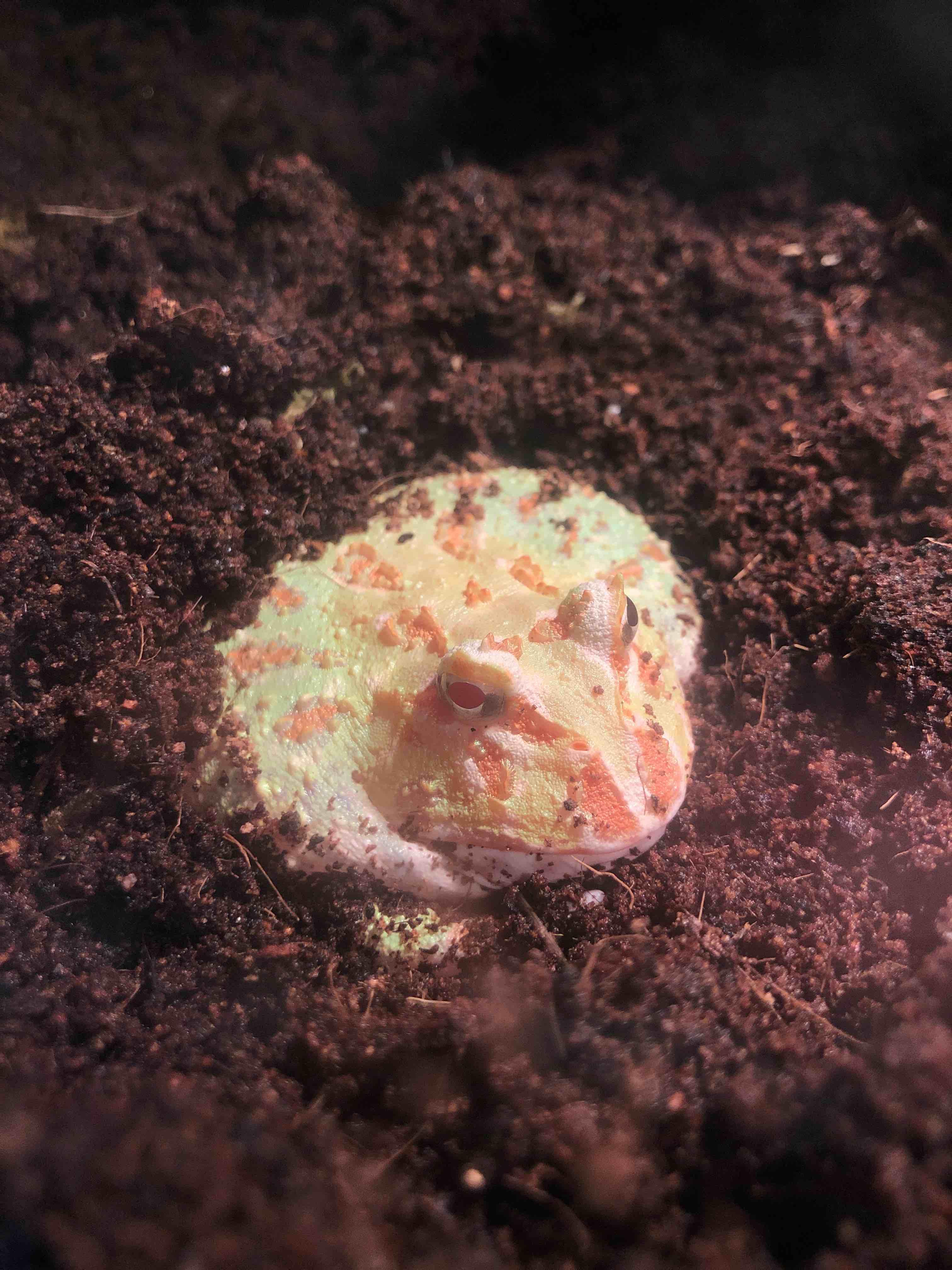 Is Your Pac-Man Frog Healthy? What Does a Normal One Look Like? | Petco
