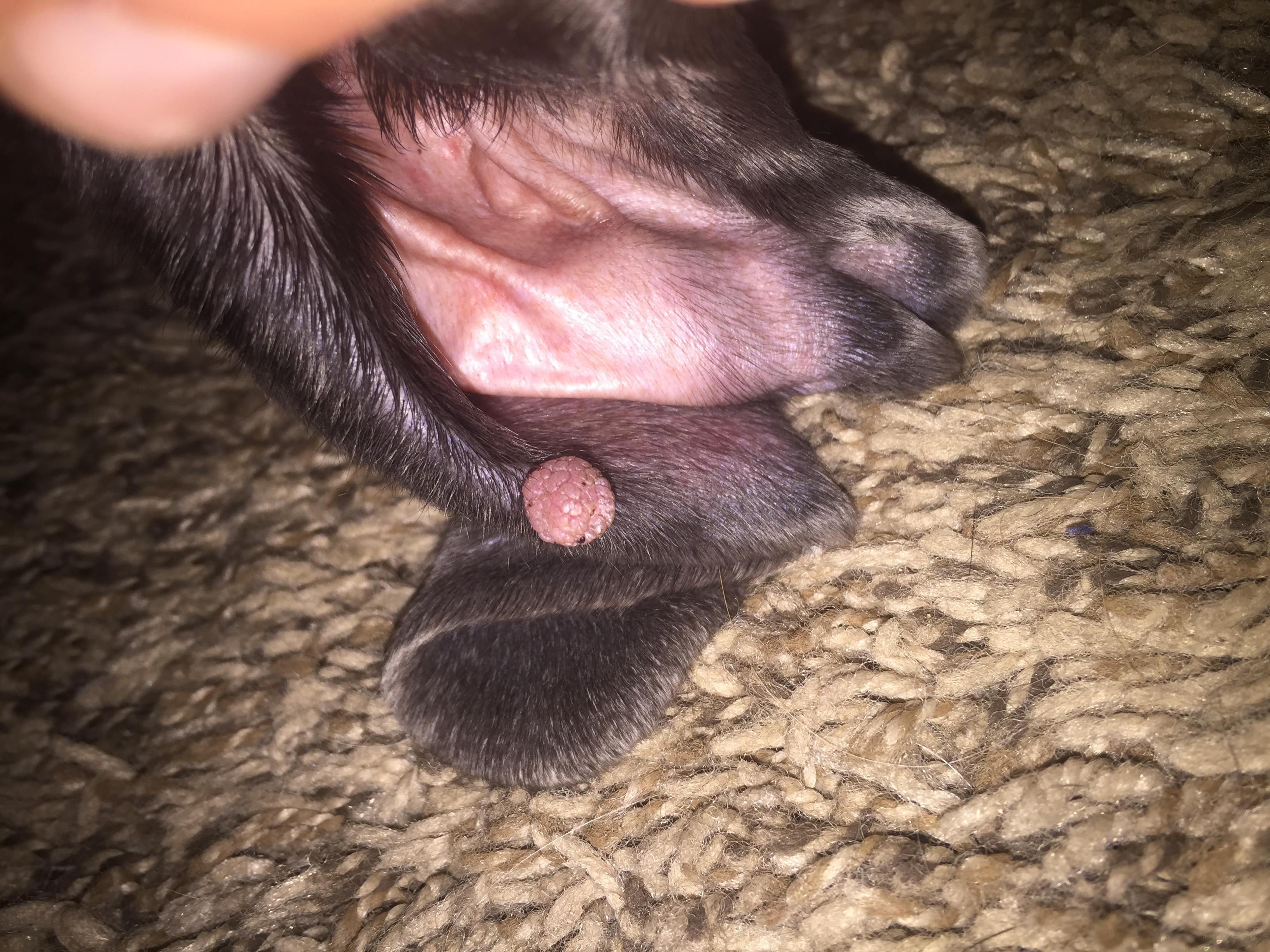 New painless lump on dog's ear? Is it serious? Find out | Petco