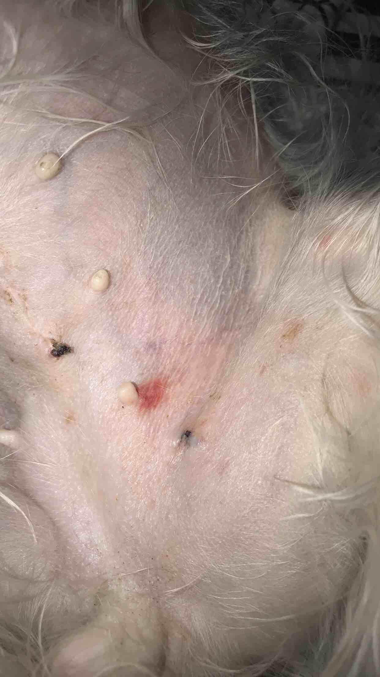 My Dog's Spay Incision Red After Licking? Get Answers | Petco