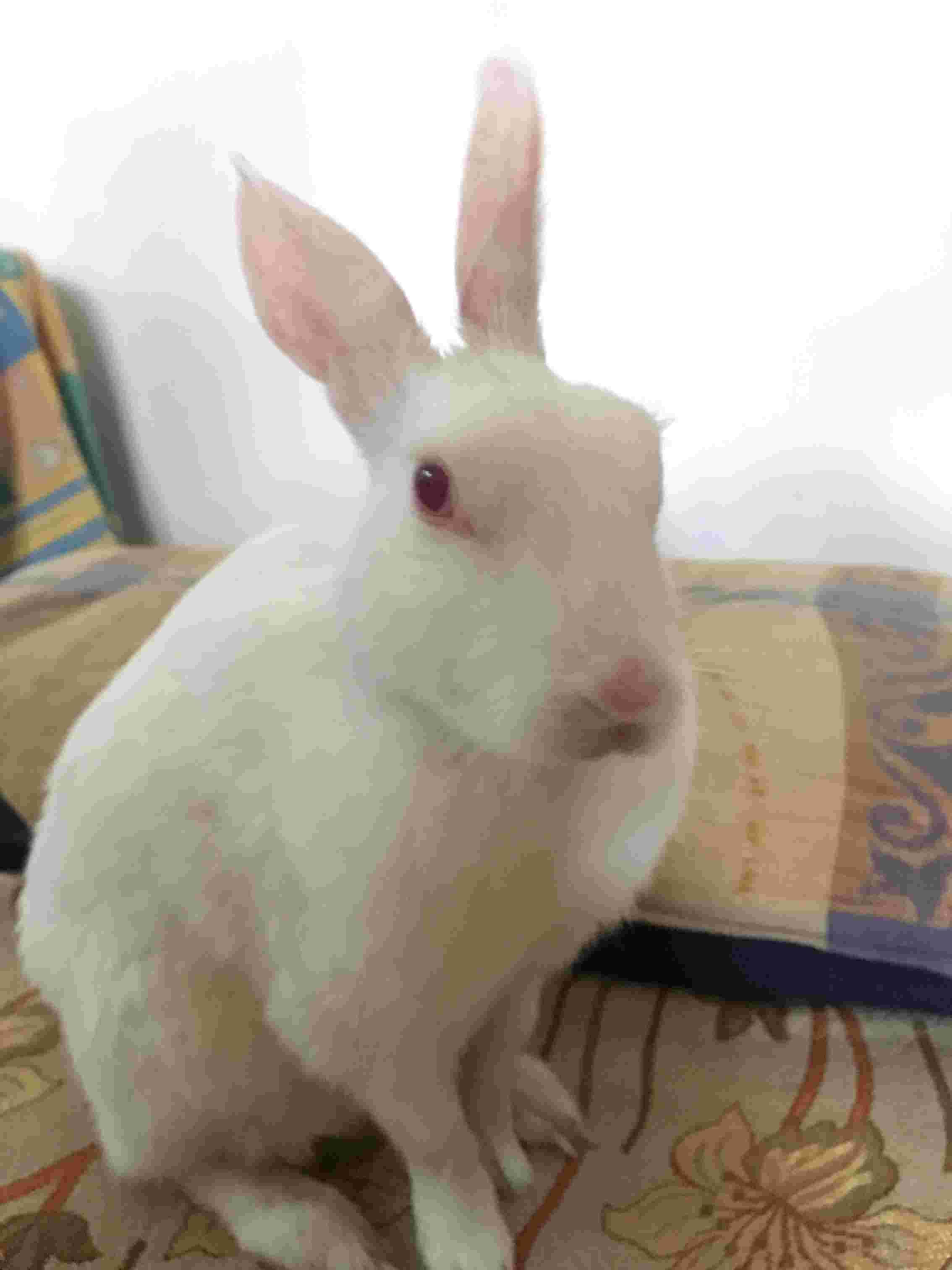 Why is my 6-year-old rabbit losing weight, limping, sneezing? | Petco