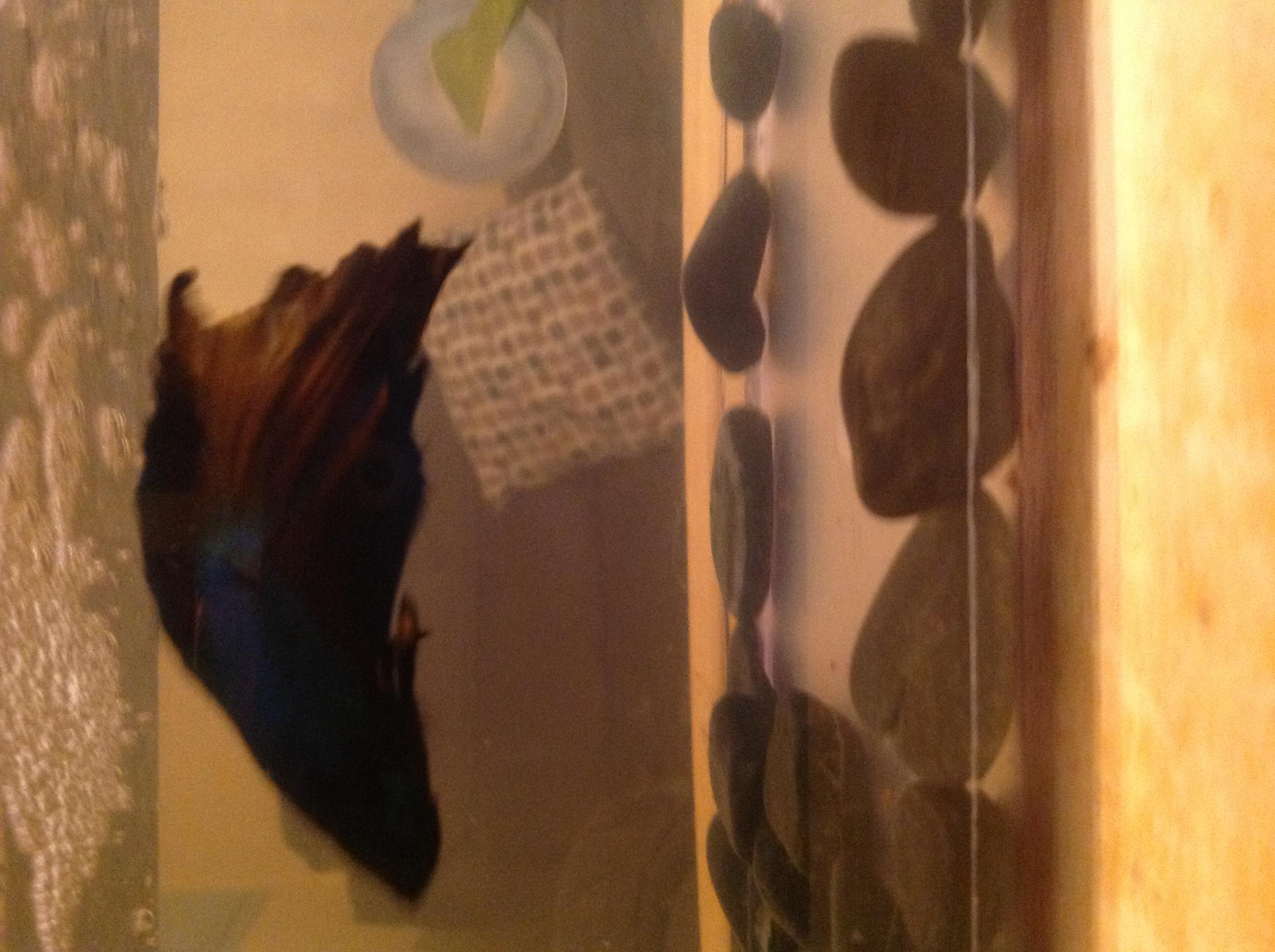 My Betta Fish Is Lethargic with Clamped Fins: What to Do | Petco