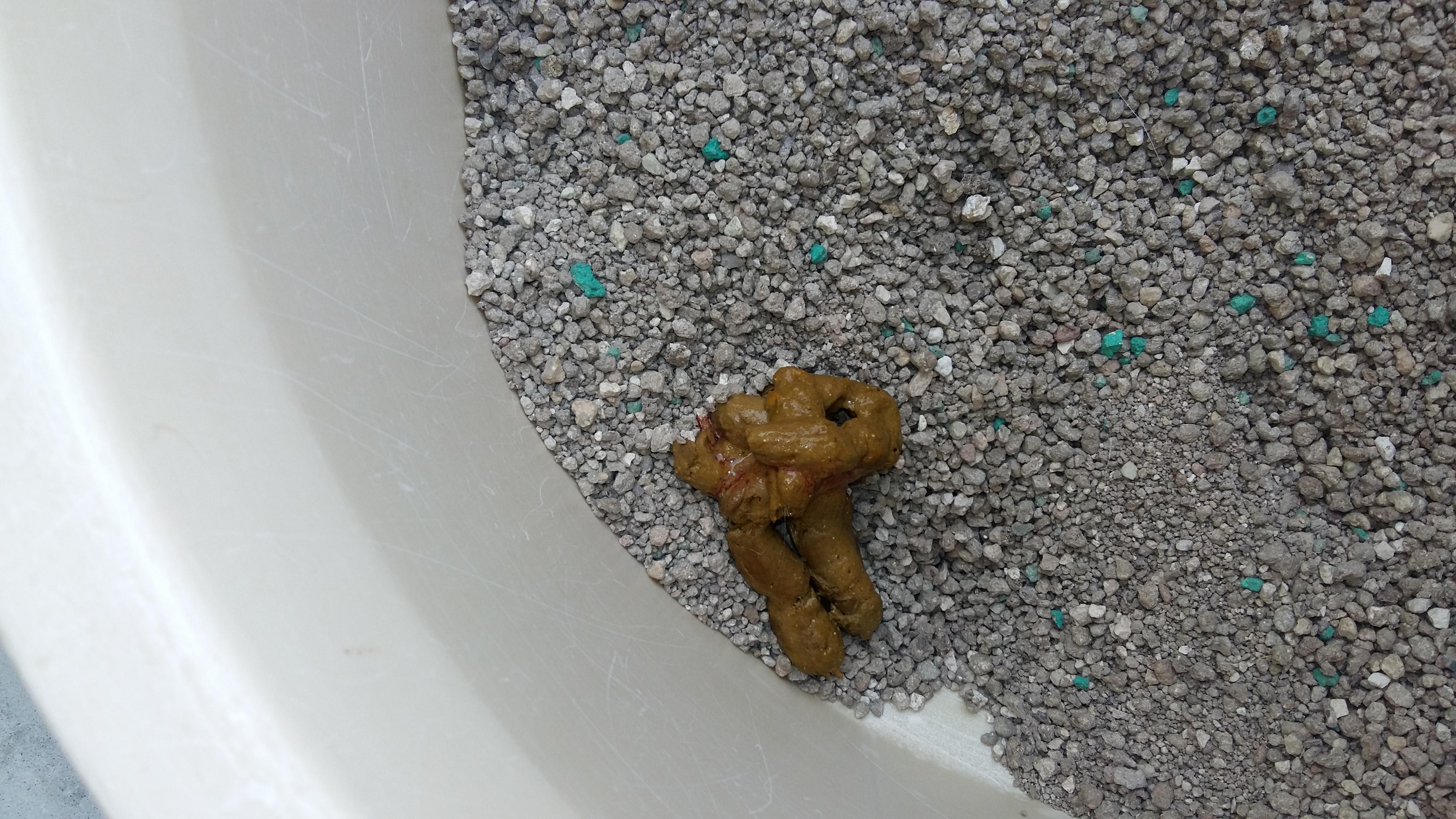 Cat's Soft Stool with Blood? Megacolon Risk Without Constipation? | Petco