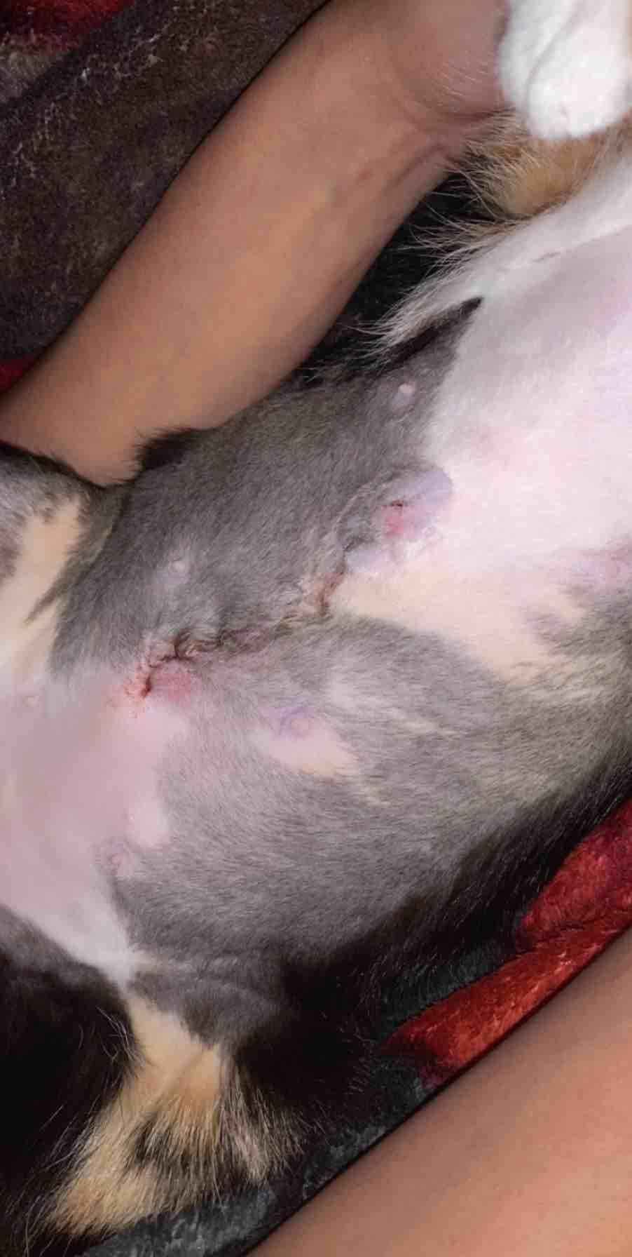 Dog Stitches Swollen & Red After Surgery? When to Worry | Petco