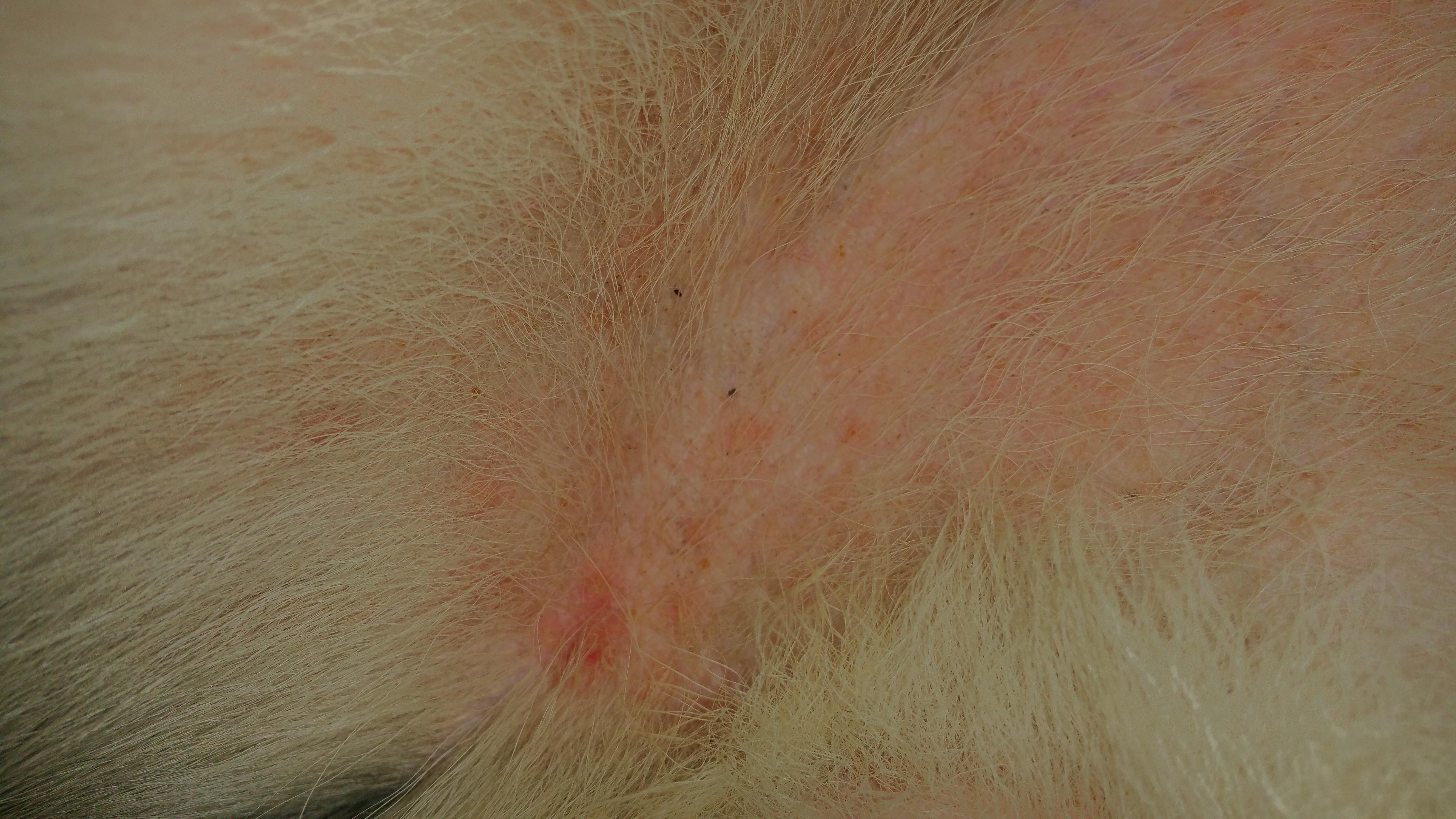 German Shepherd Groin Rash? Benadryl Didn't Work – What's Next? | Petco