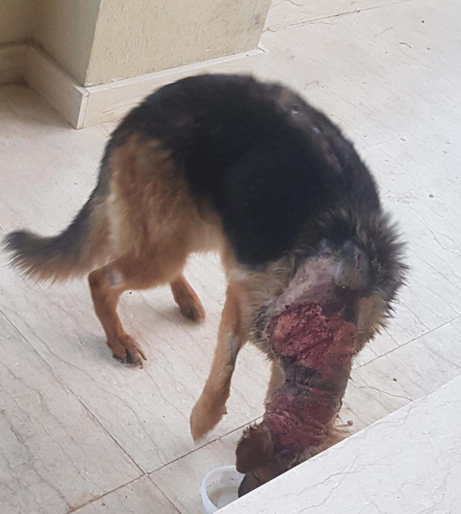 Help a rescued dog with severe skin infections recover quickly | Petco