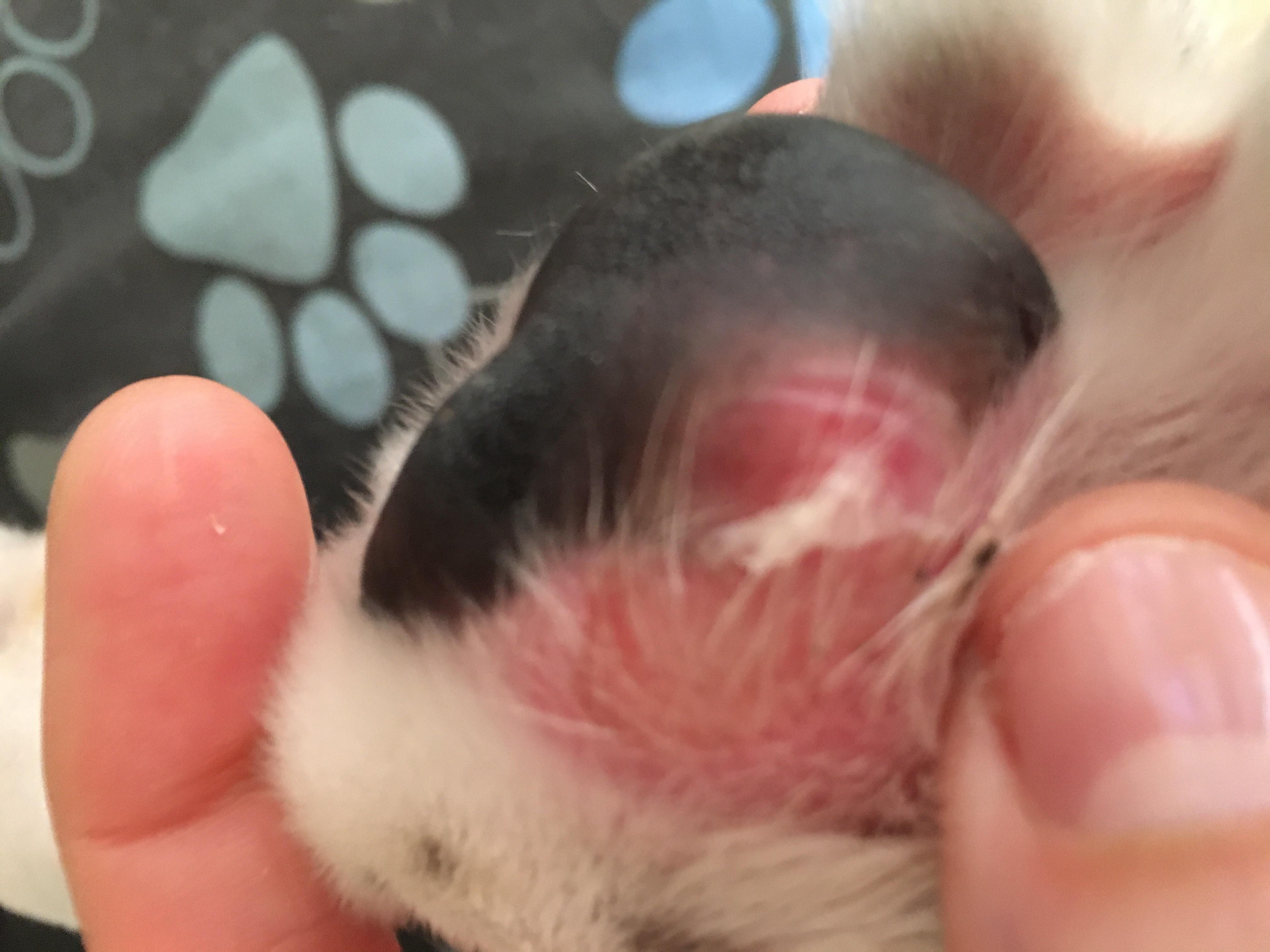 Why Are My Dog's Paws Red, Swollen, Bleeding, & He Can't Walk? | Petco