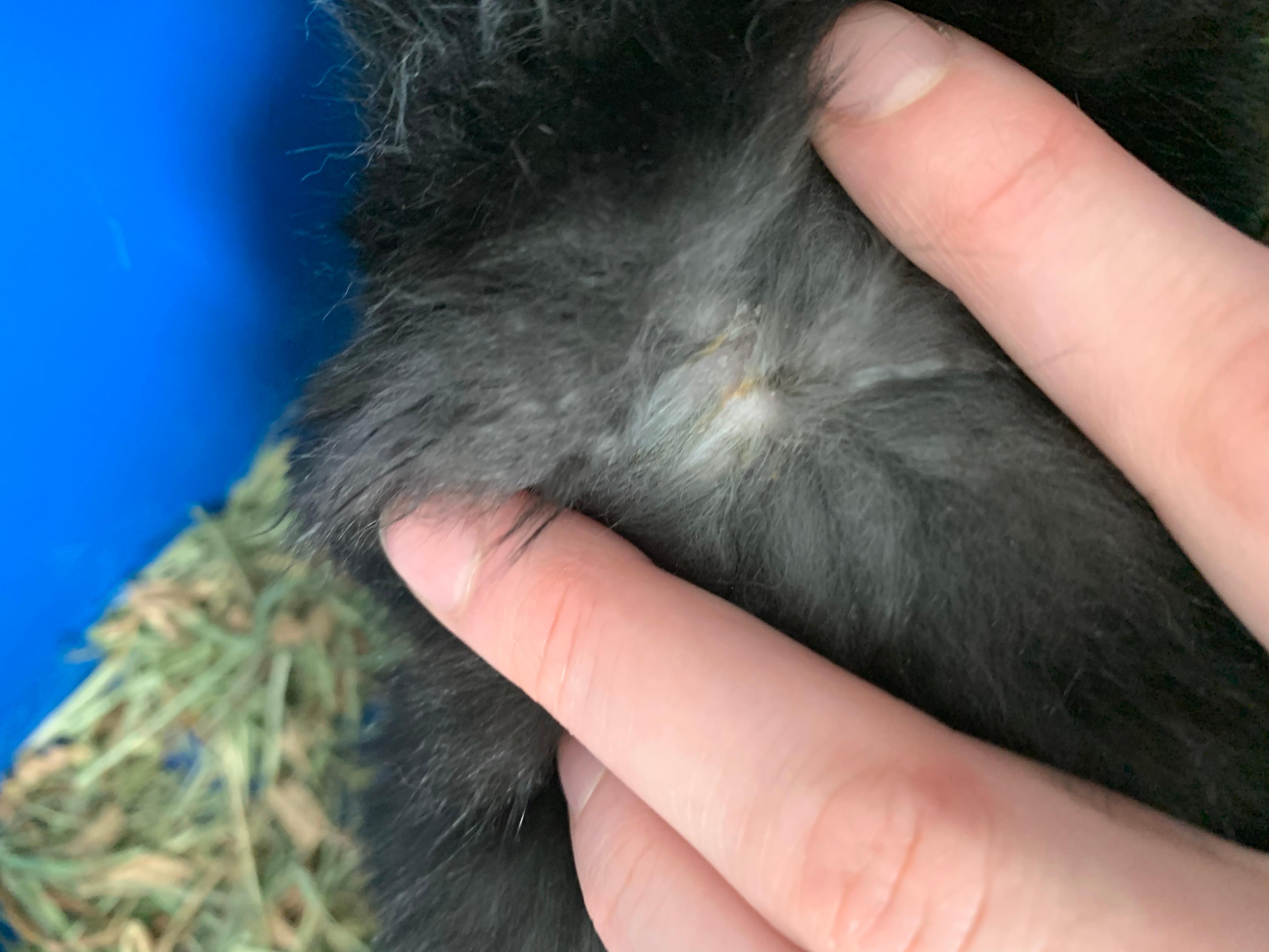 Rabbit has white flakes on fur & skin. Mites? Should you see a vet? | Petco