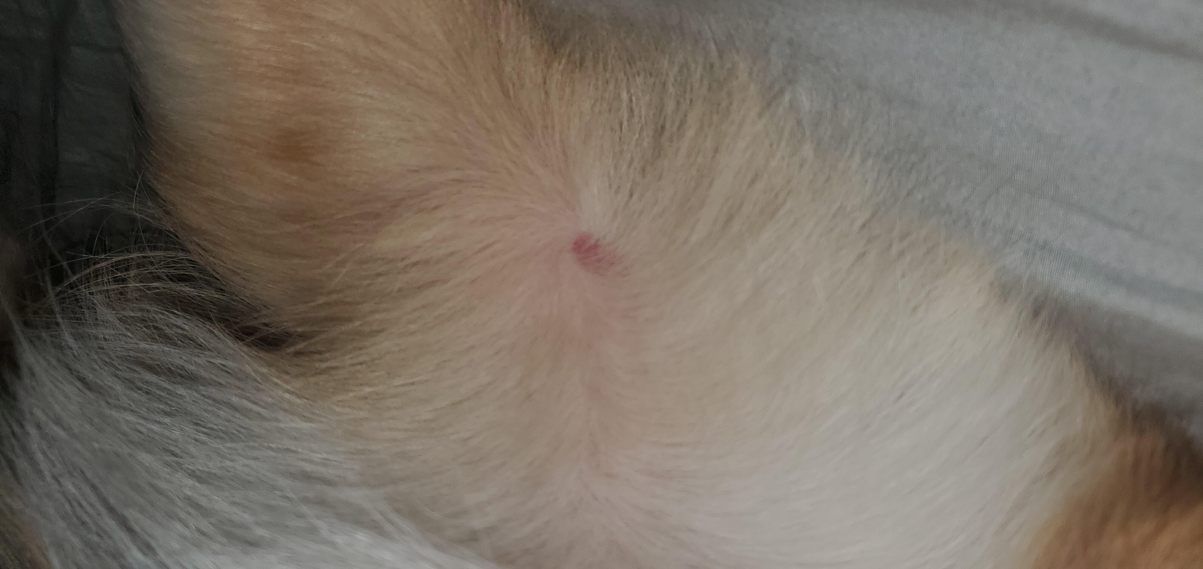 My dog has sudden red spots on belly & armpit. What's wrong? | Petco