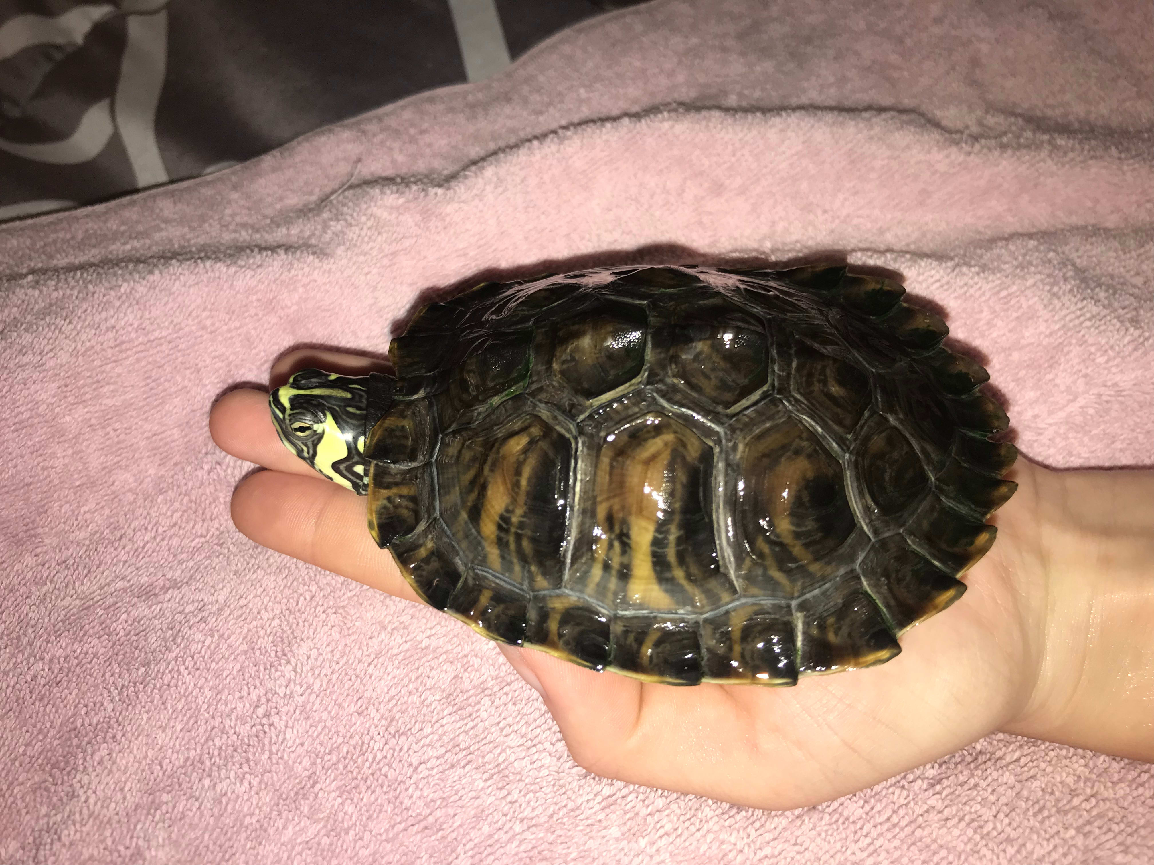 Dose my turtle shell look healthy? How Can I fix shell pyramiding? His ...