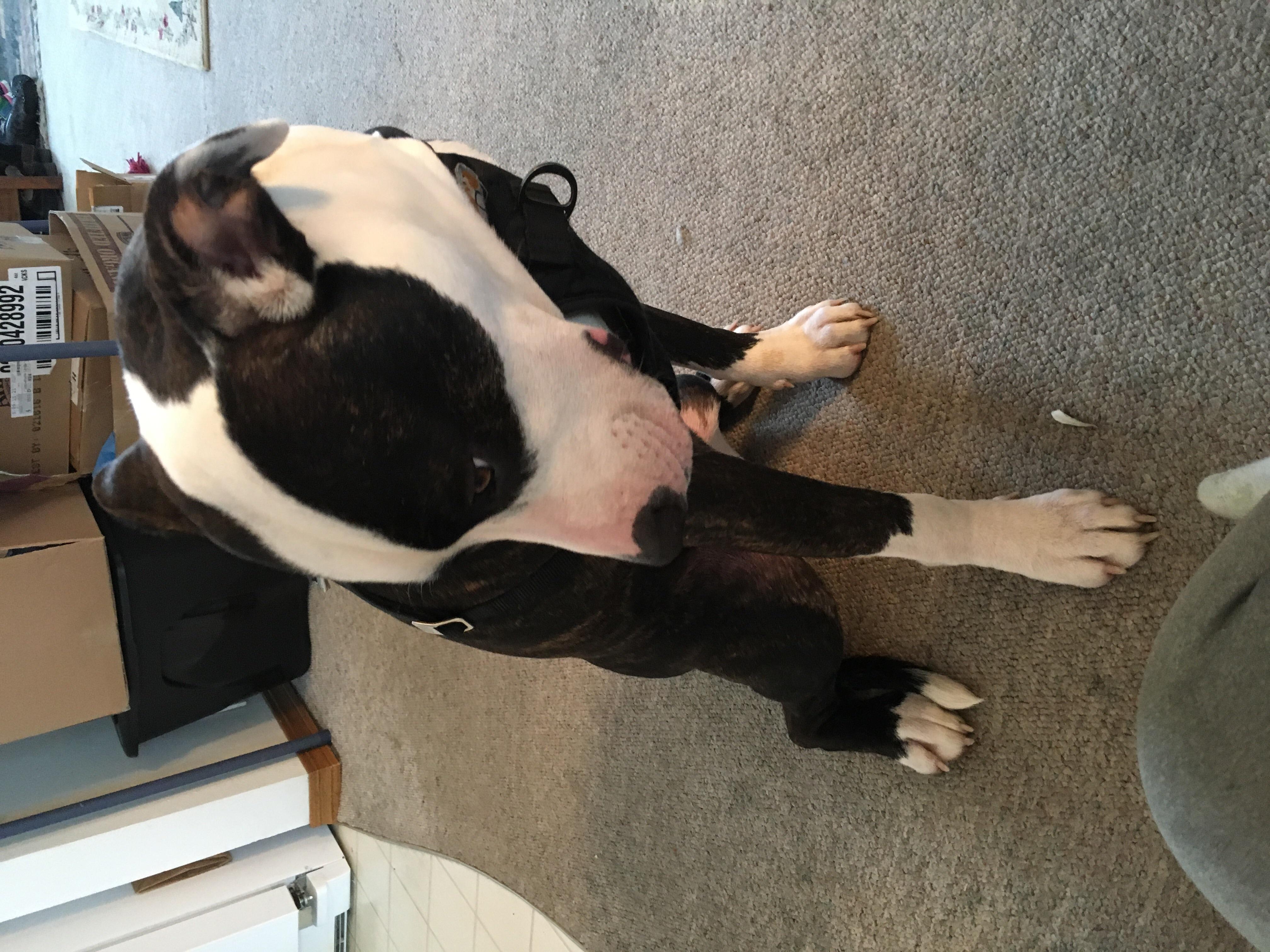 My Dog is Swaying, Vomiting, and Unsteady: What to Do? | Petco