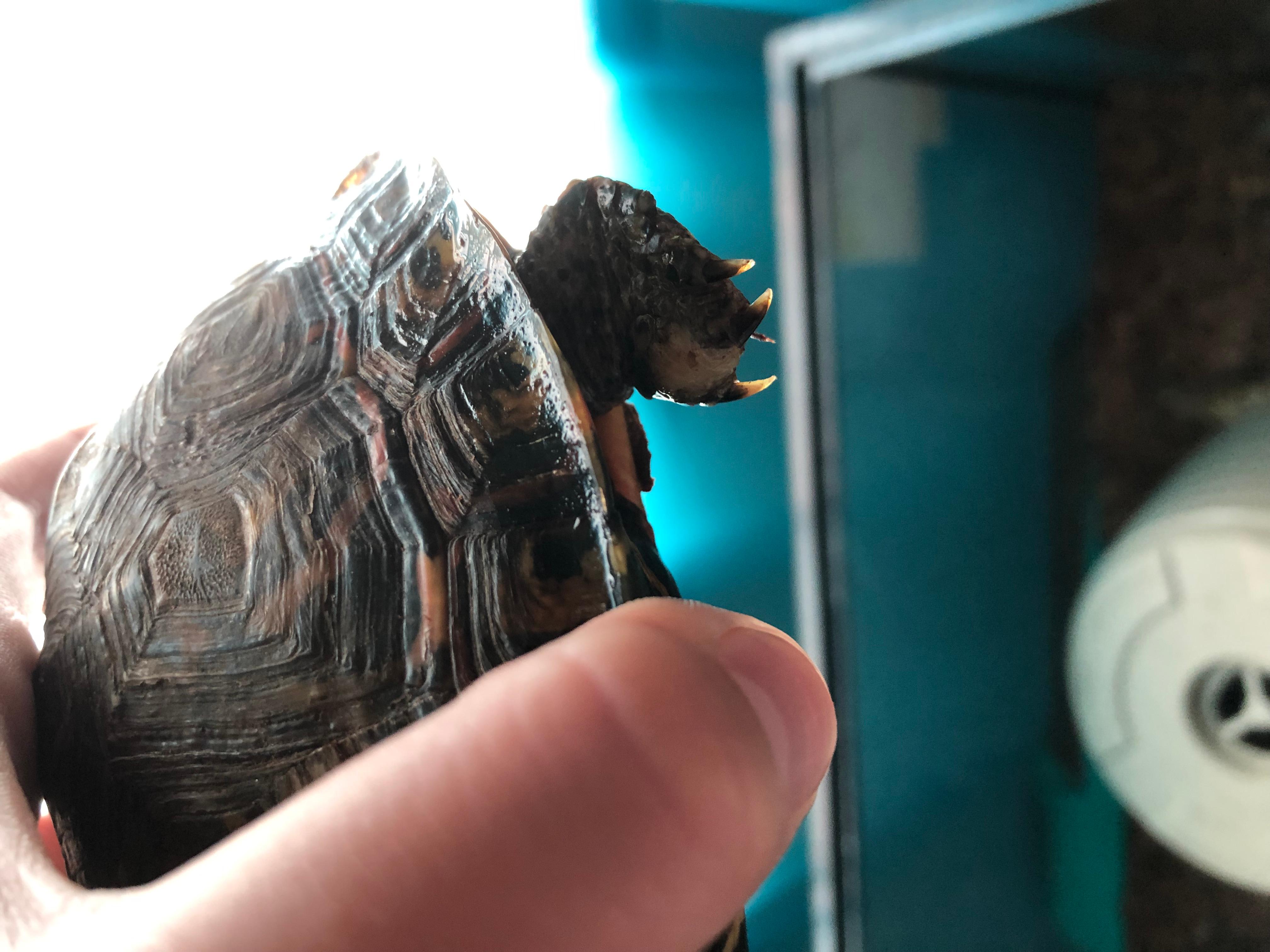 Turtle's Swollen, White Foot & Broken Claw? What to Do | Petco