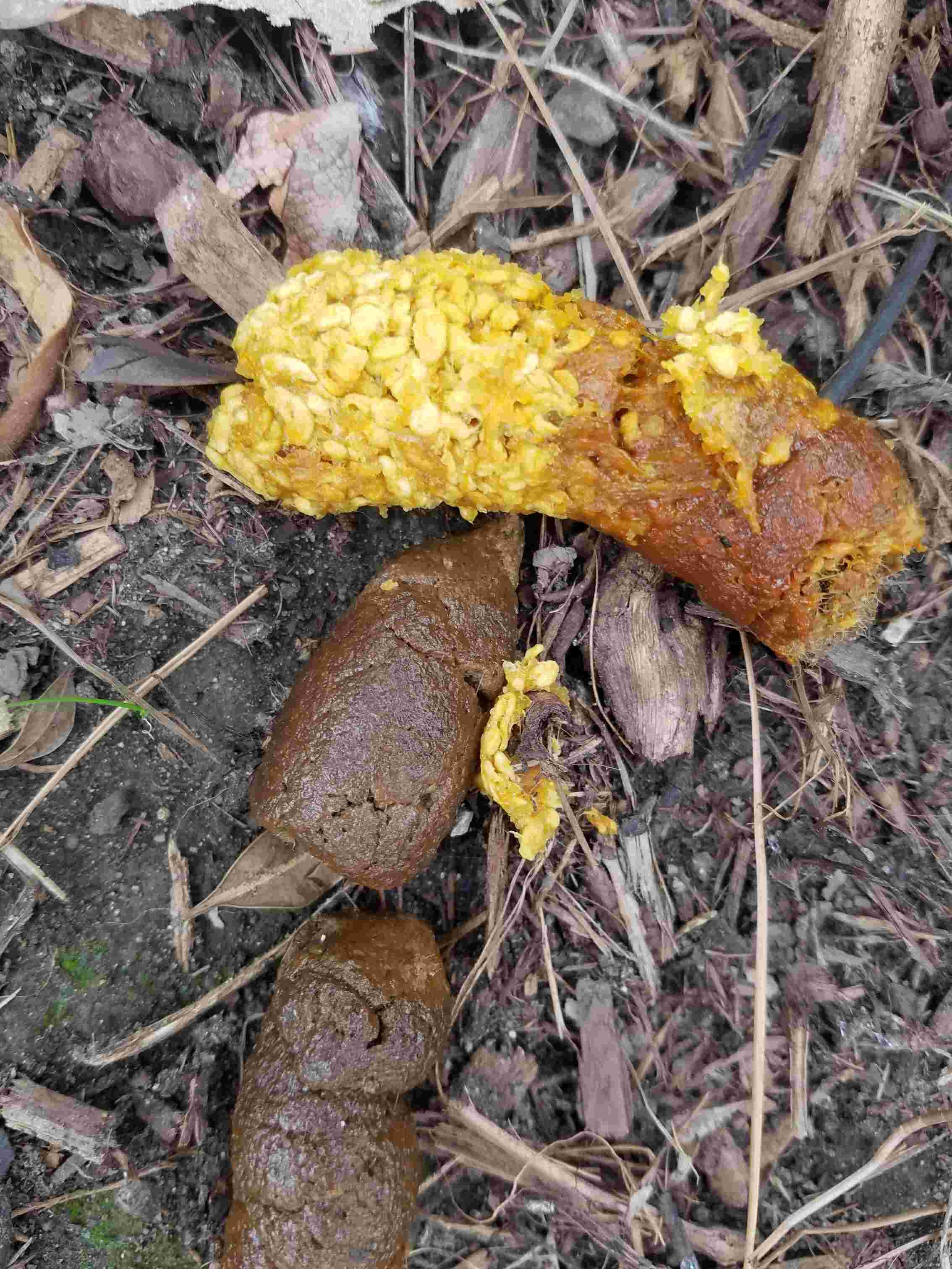 My Dog's Poop Has Yellow Oatmeal-Like Stuff. What Is It? | Petco