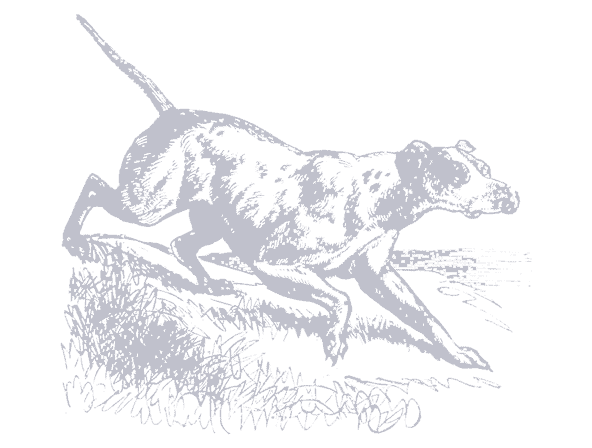 Nova Scotia Duck Tolling Retriever Breed Facts and Information