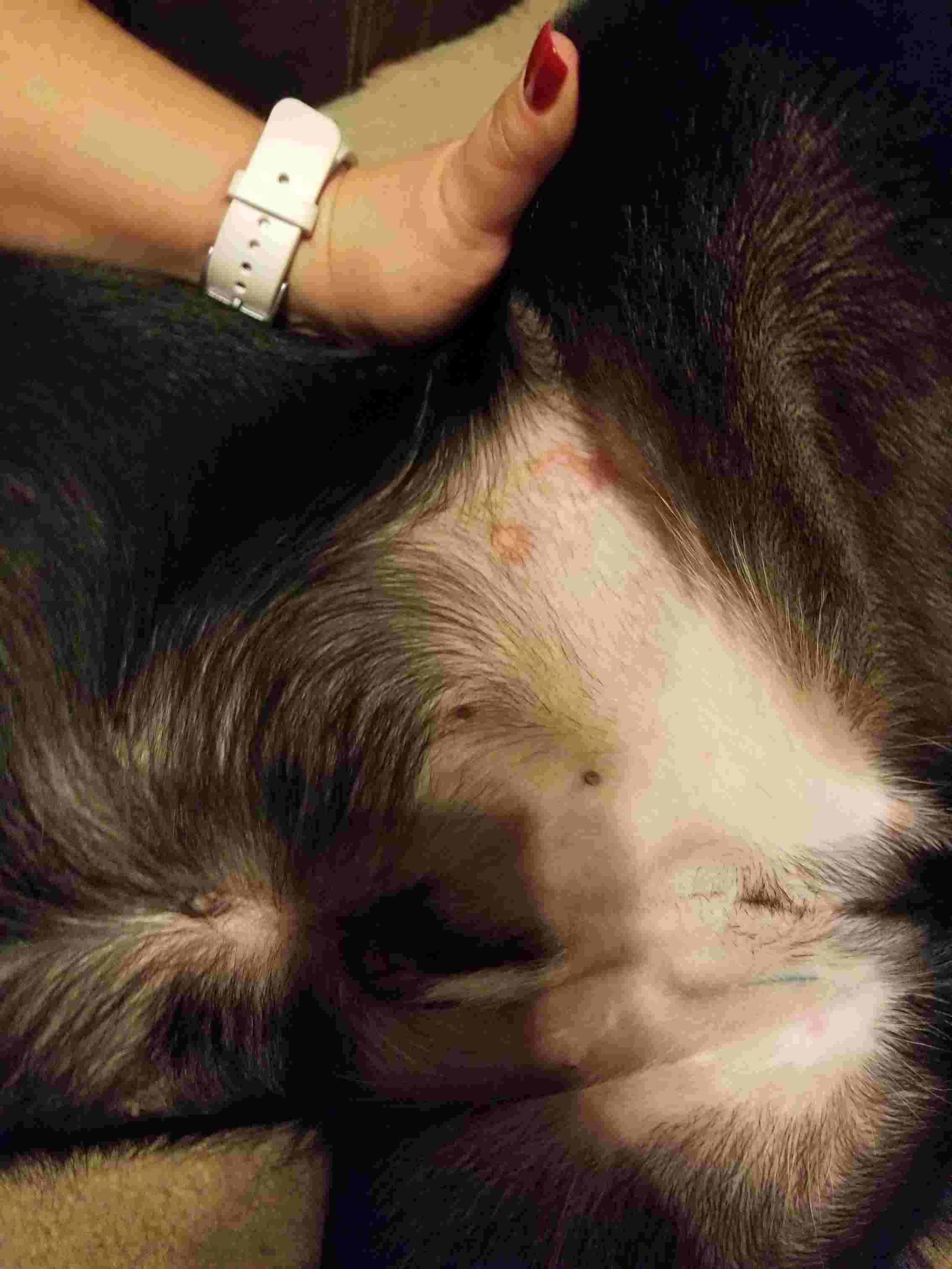 My dog has red blotchy skin. Is it serious? When to see a vet? | Petco
