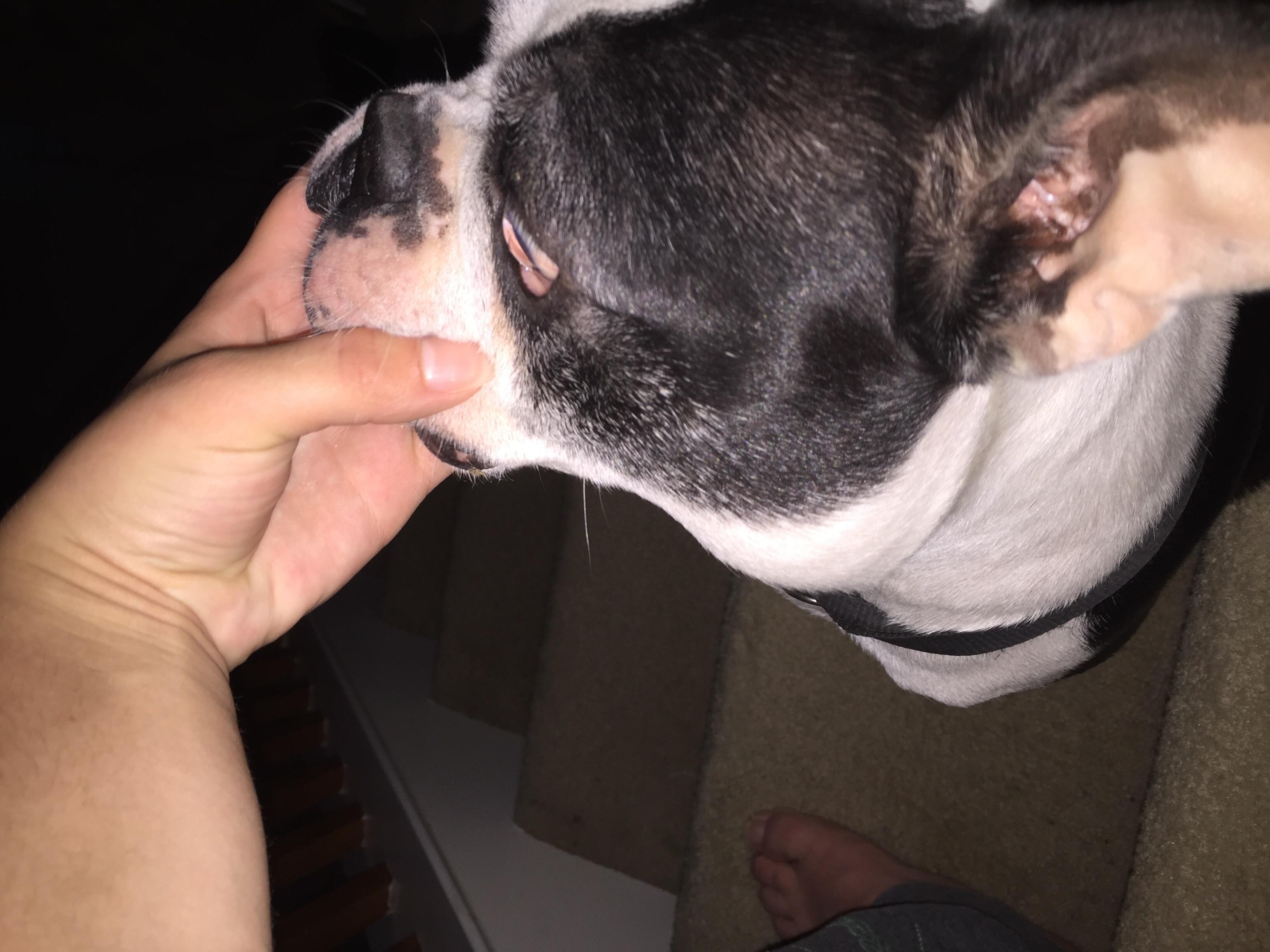 Dog has a hard jaw lump that keeps coming back. Is it serious? | Petco