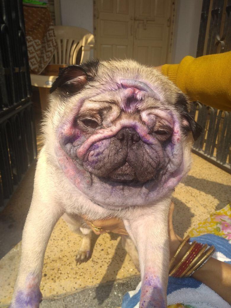 Is Your Dog's Face & Paws Red, Itchy, Losing Hair? Demodex? | Petco