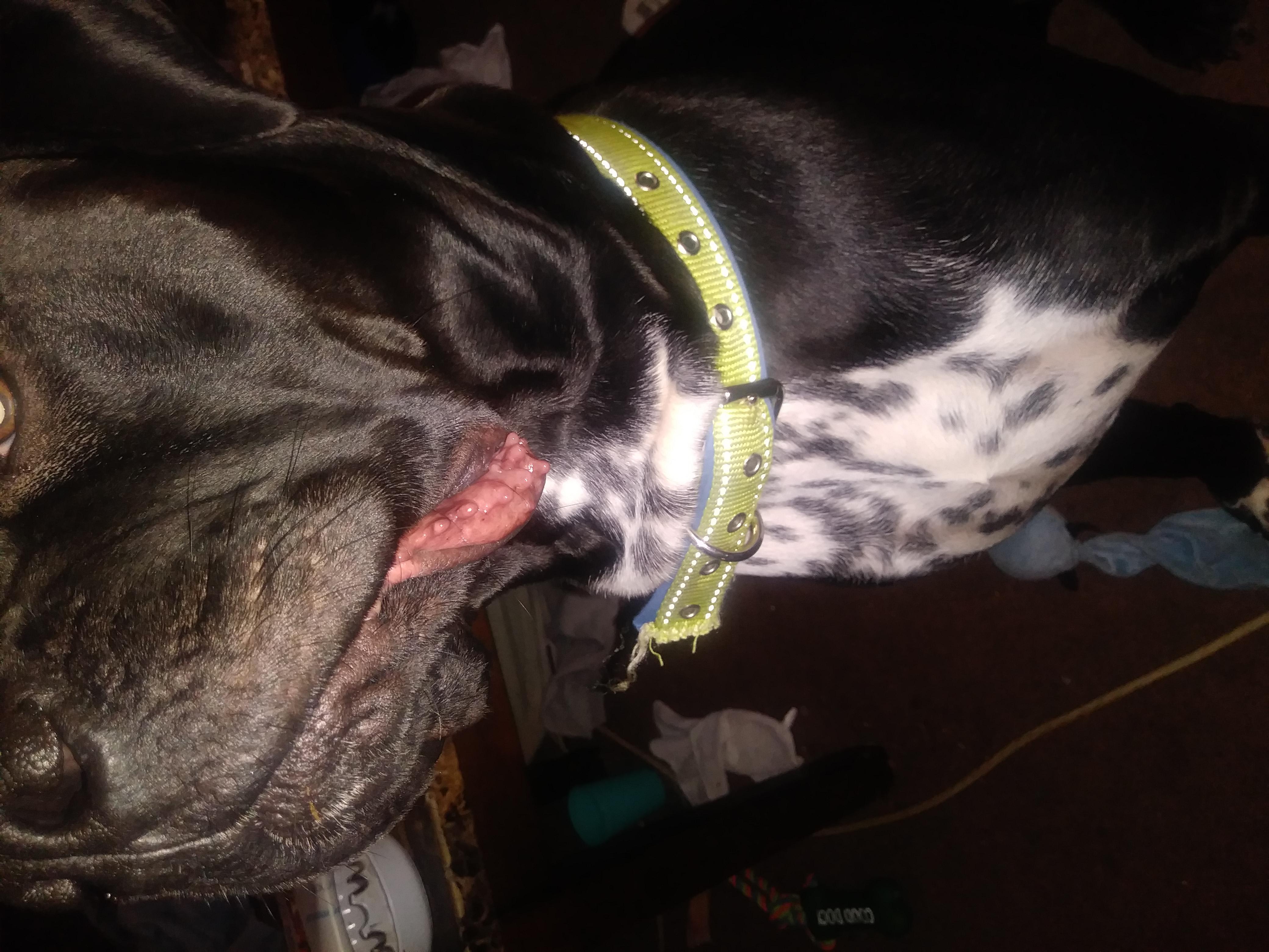 My Dog's Swollen Cheek: Is it Pain, Allergy, or What to Do? | Petco
