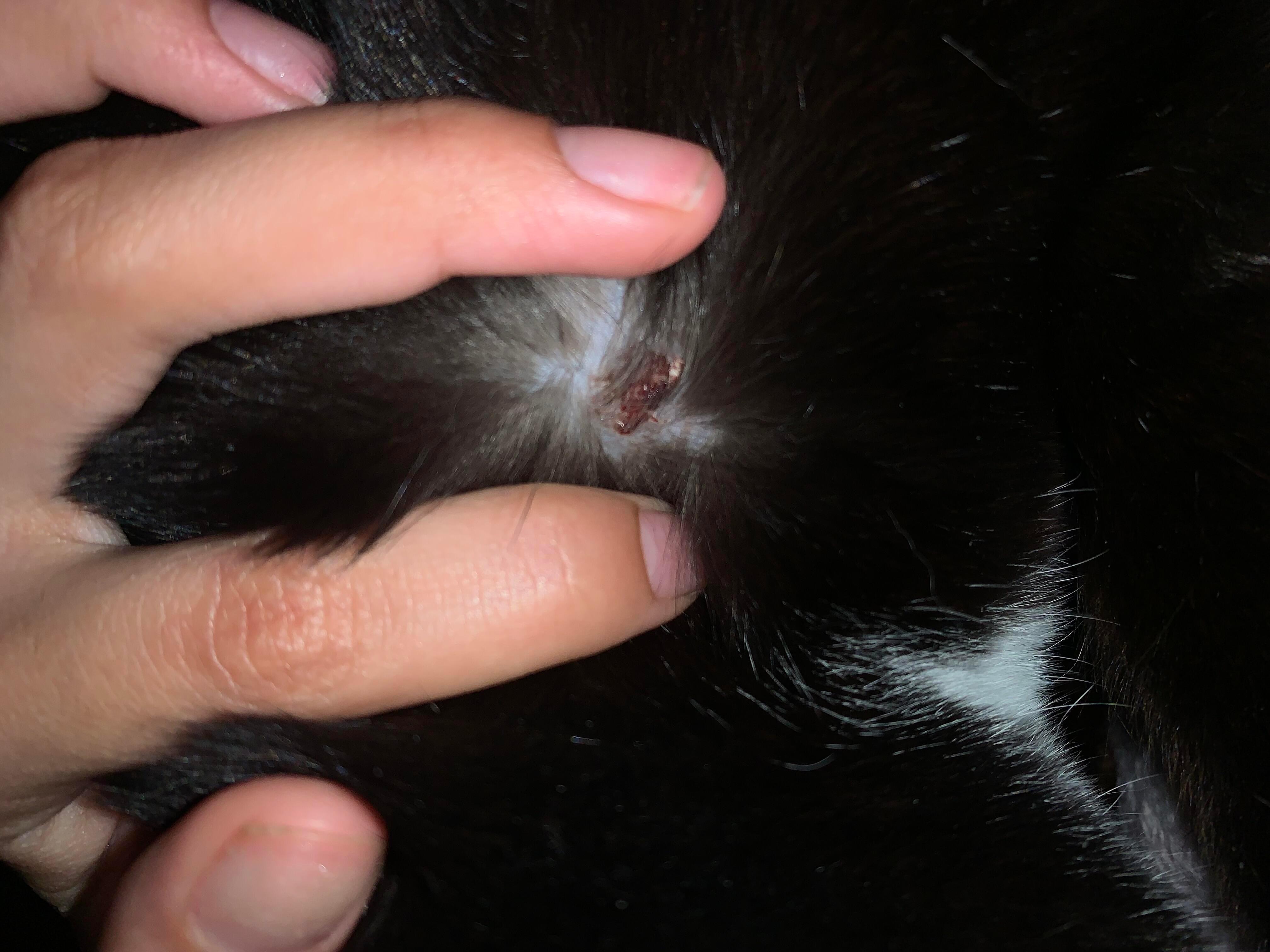 My cat has a scab-like spot on neck/shoulder. Is it infection? | Petco
