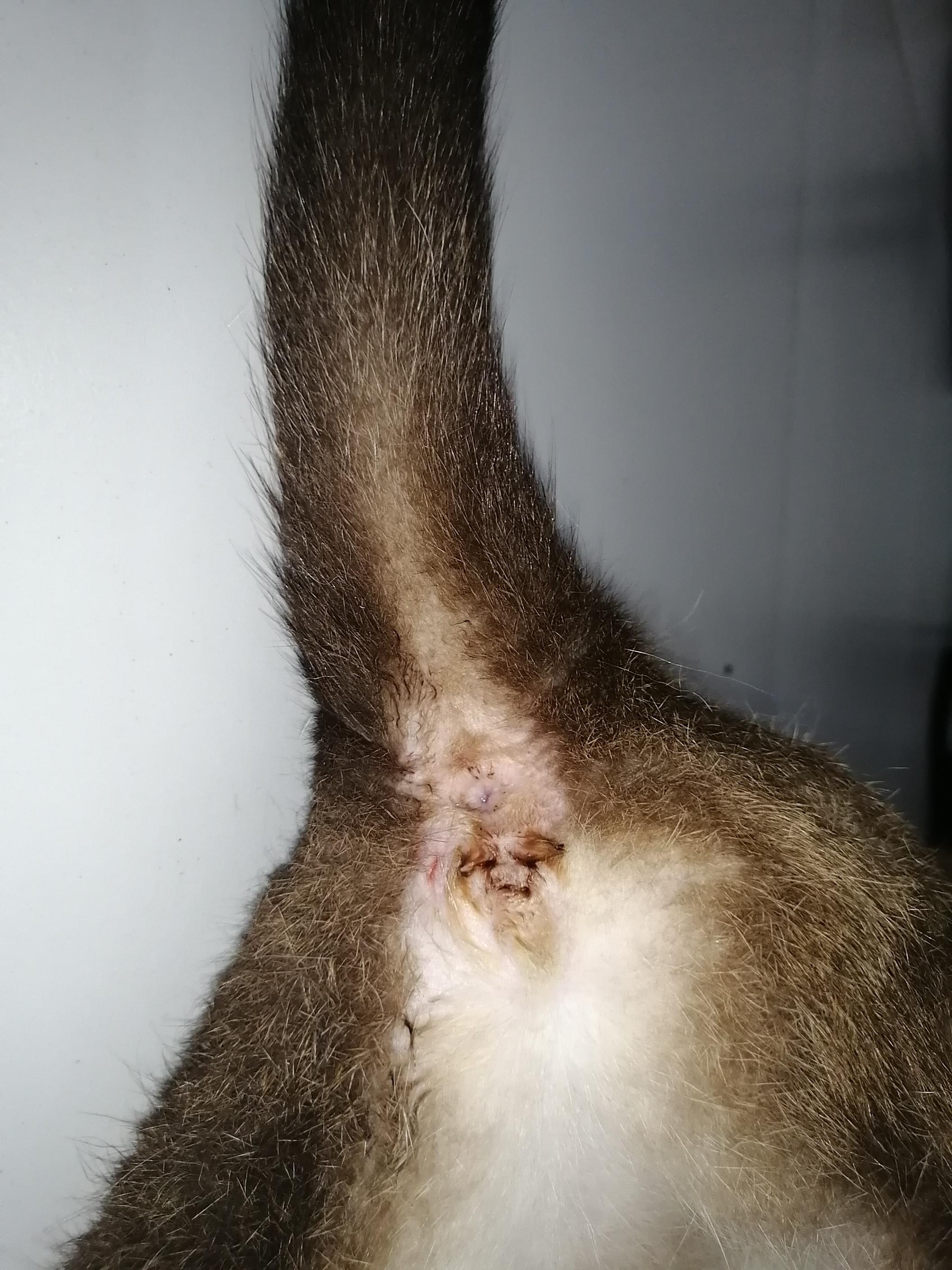 Unspayed Cat with Brown Vulva Discharge? What's Wrong? | Petco