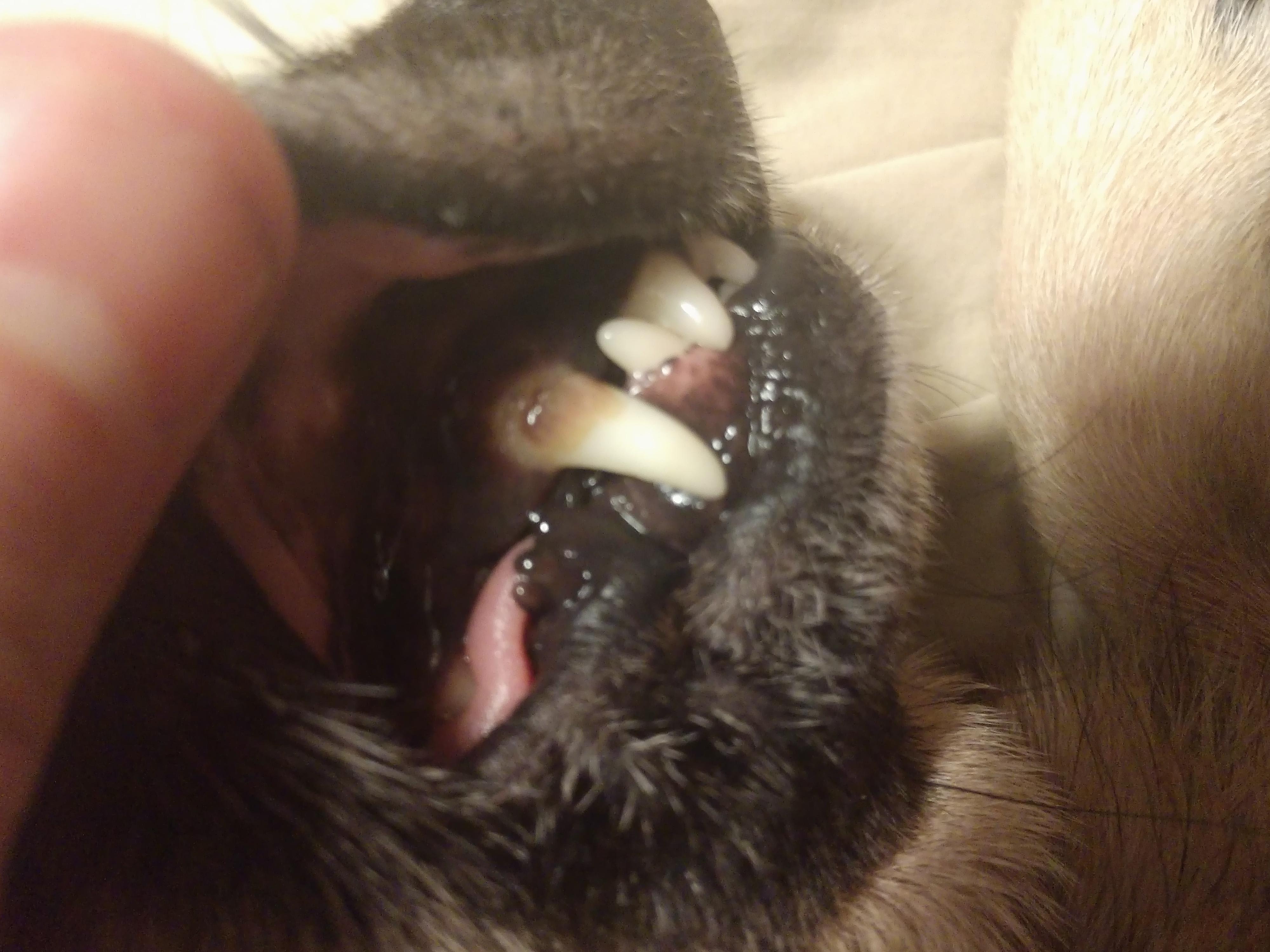 Is Your Dog's Cracked, Discolored Canine Tooth an Emergency? | Petco